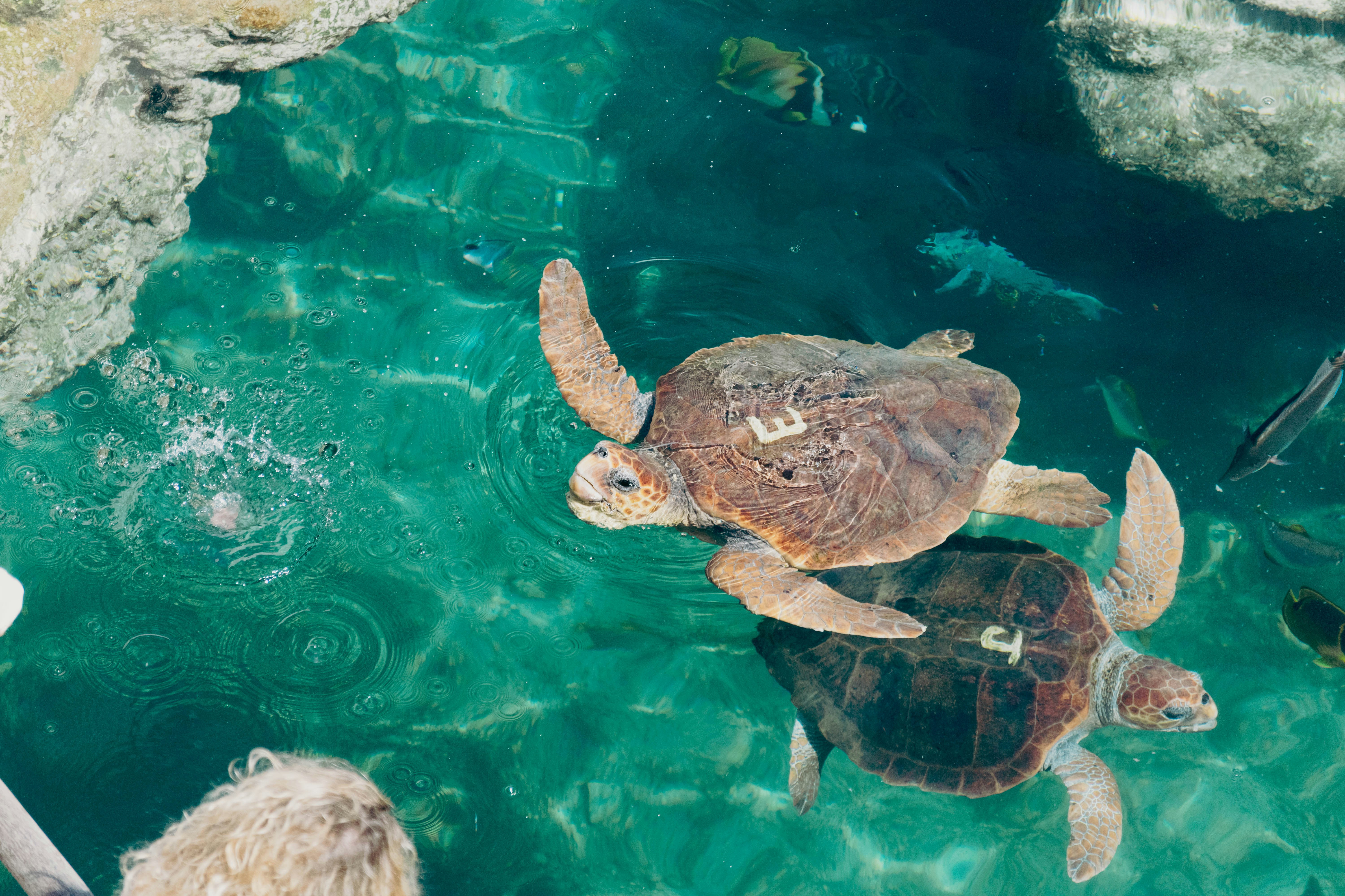 Twin Sea Turtles Glide Through Turquoise Reef Light