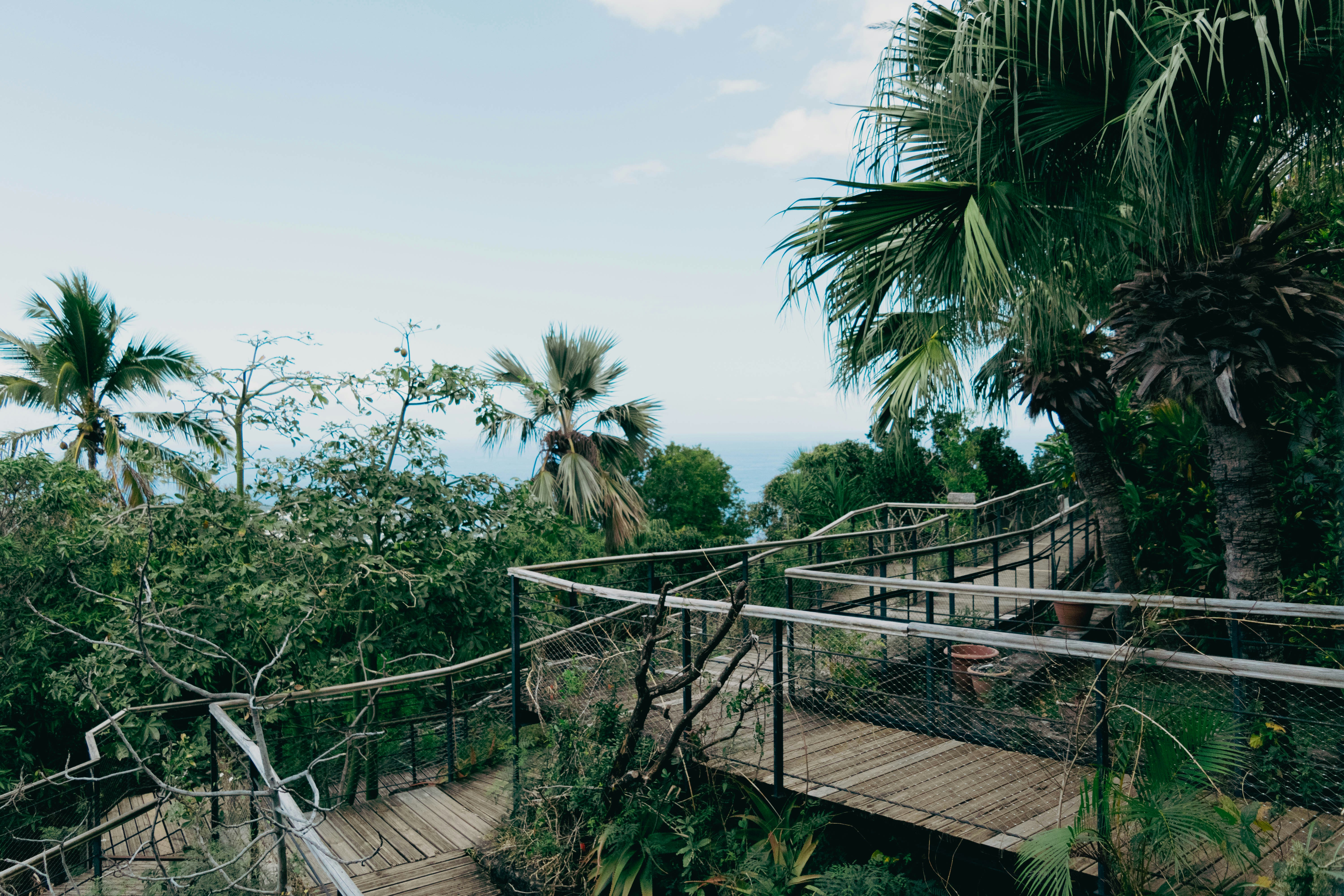 Boardwalk Through Tropical Canopy