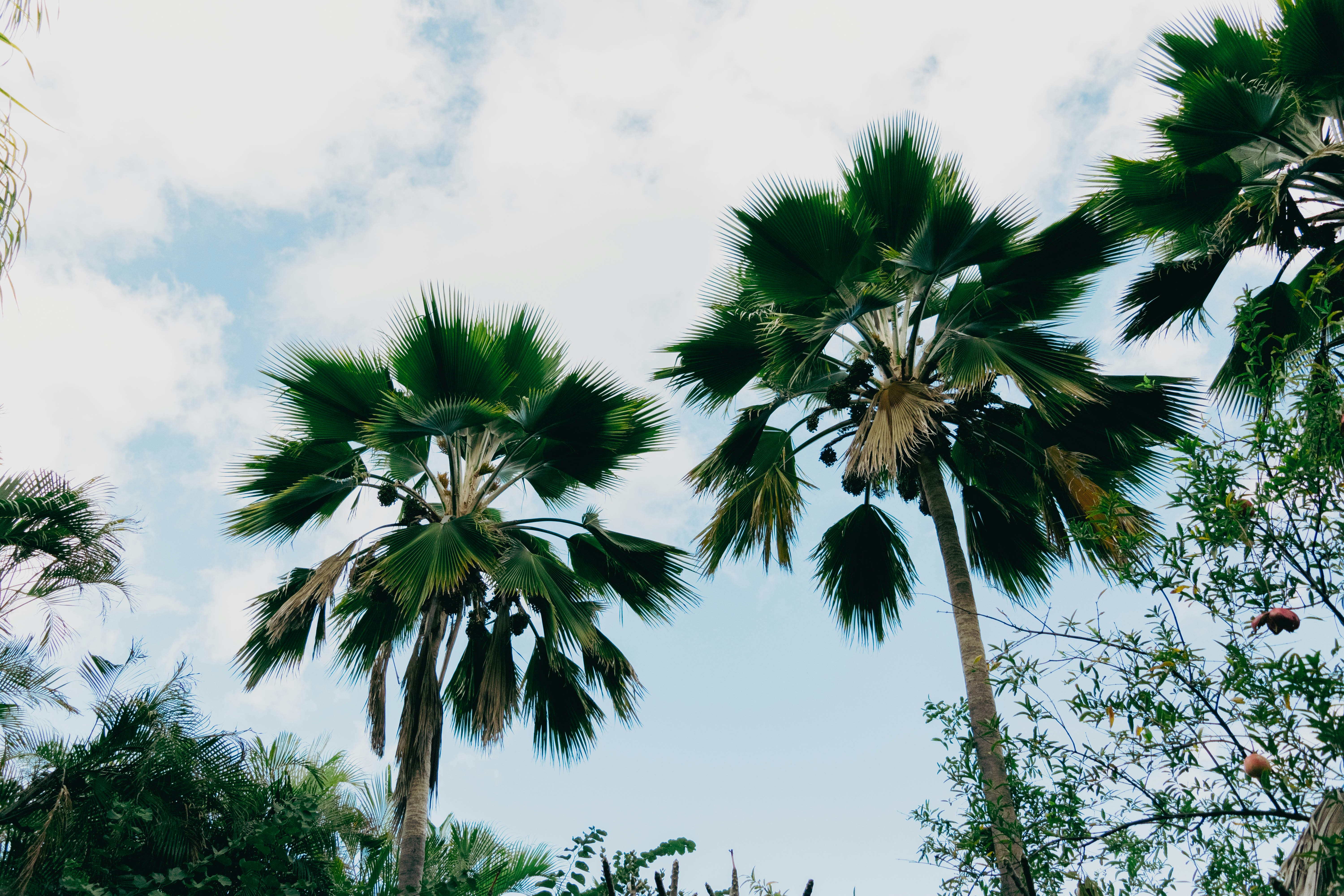 Crown of Palms Against a Bright Sky