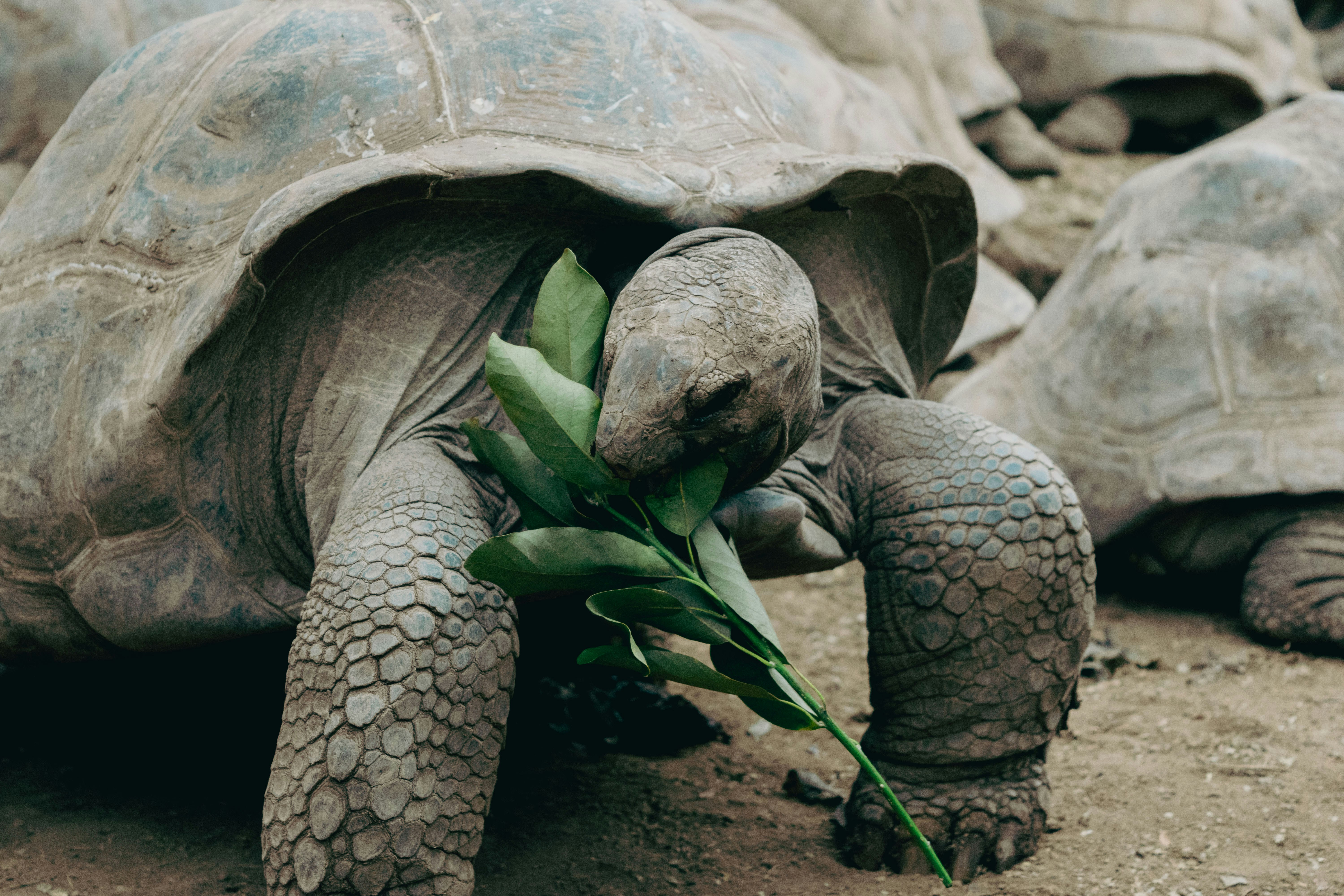 Emerald Snack: A Tortoise Nibbles Fresh Leaves
