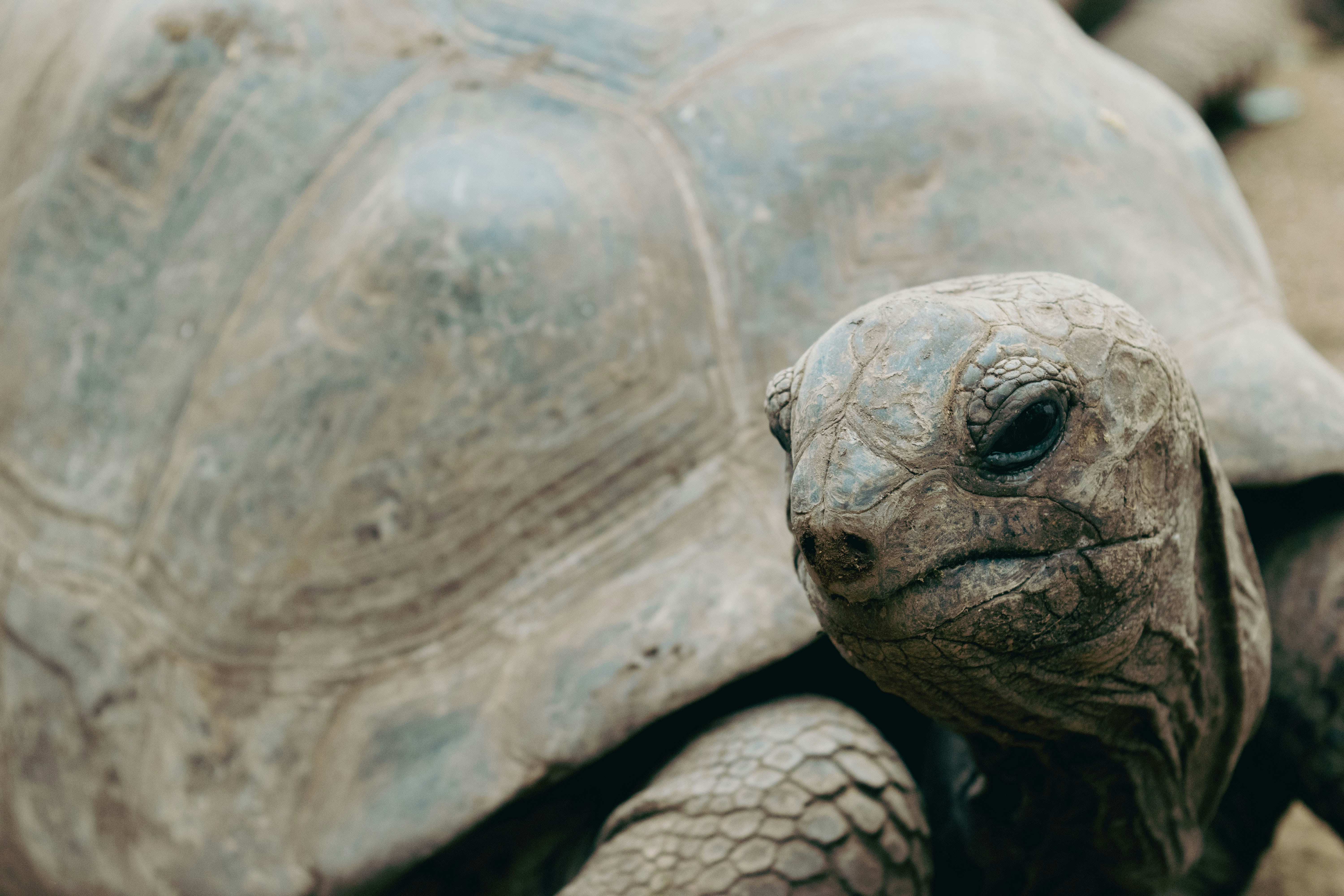 Close-Up of a Desert Tortoise: Weathered Shell and Watchful Eye