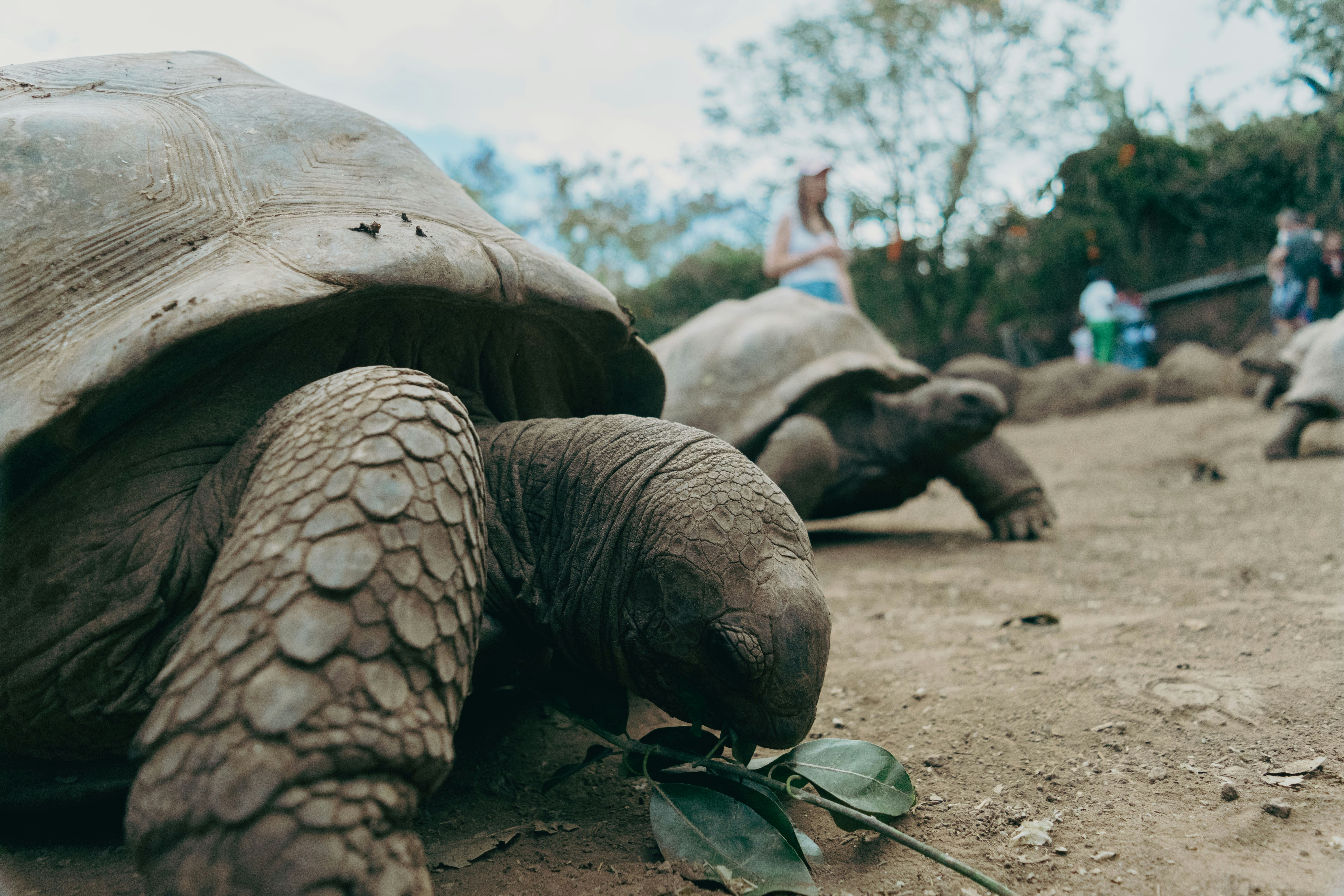 Turtle Parade: A Moment of Rest on the Muddy Path