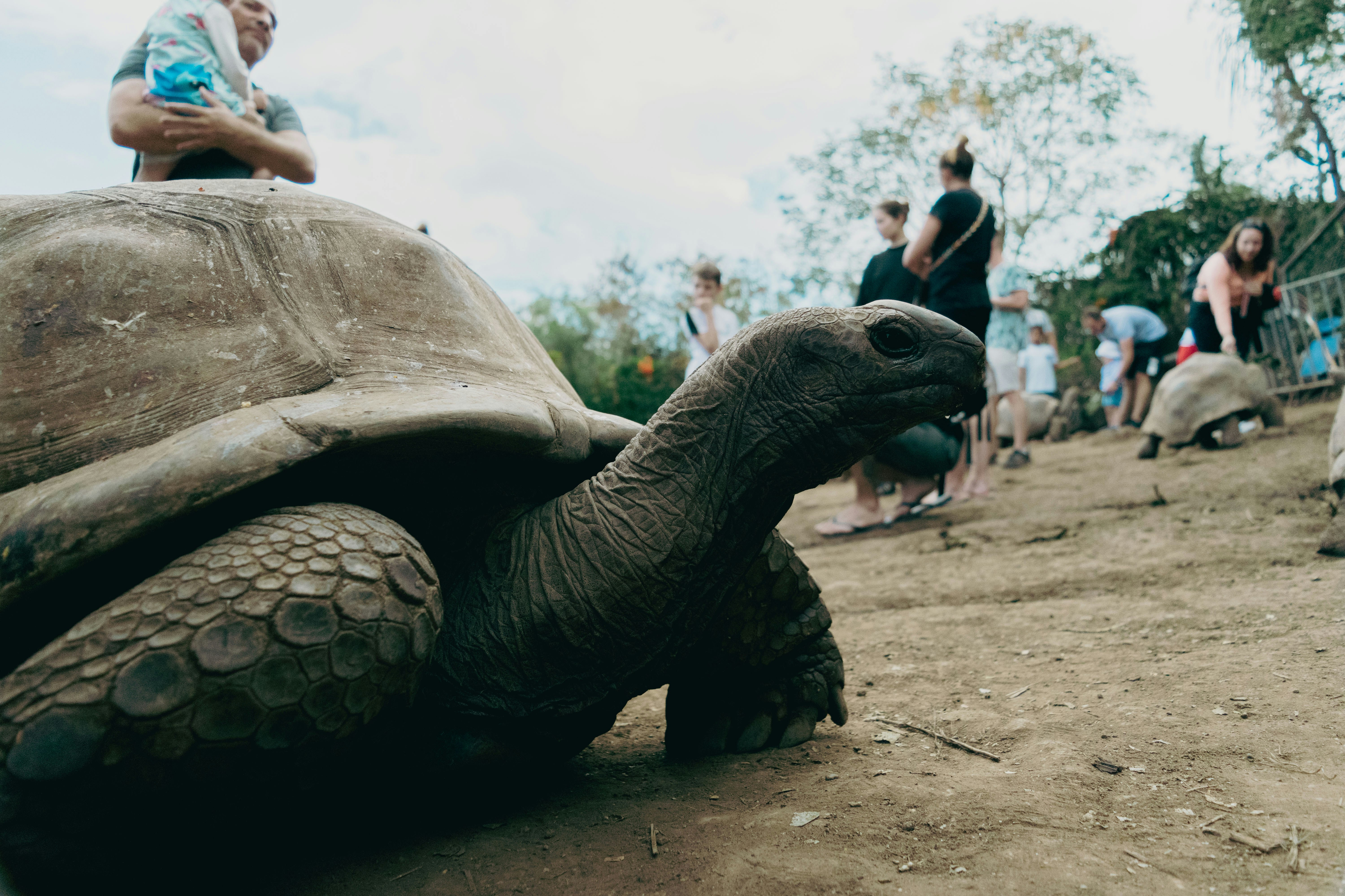 Giant Tortoise at the Crowd's Edge