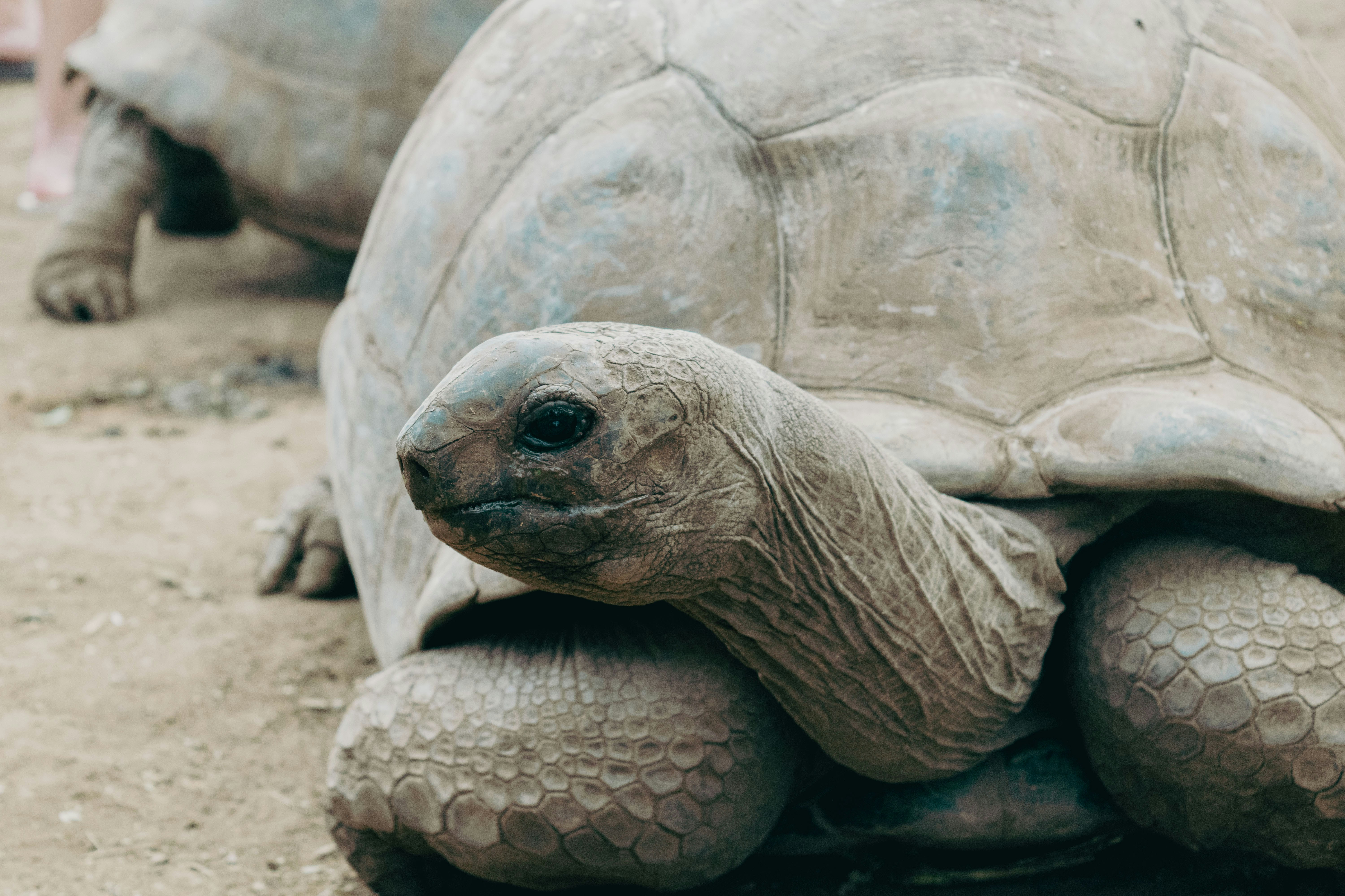 A large tortoise with a textured shell on a dirt ground