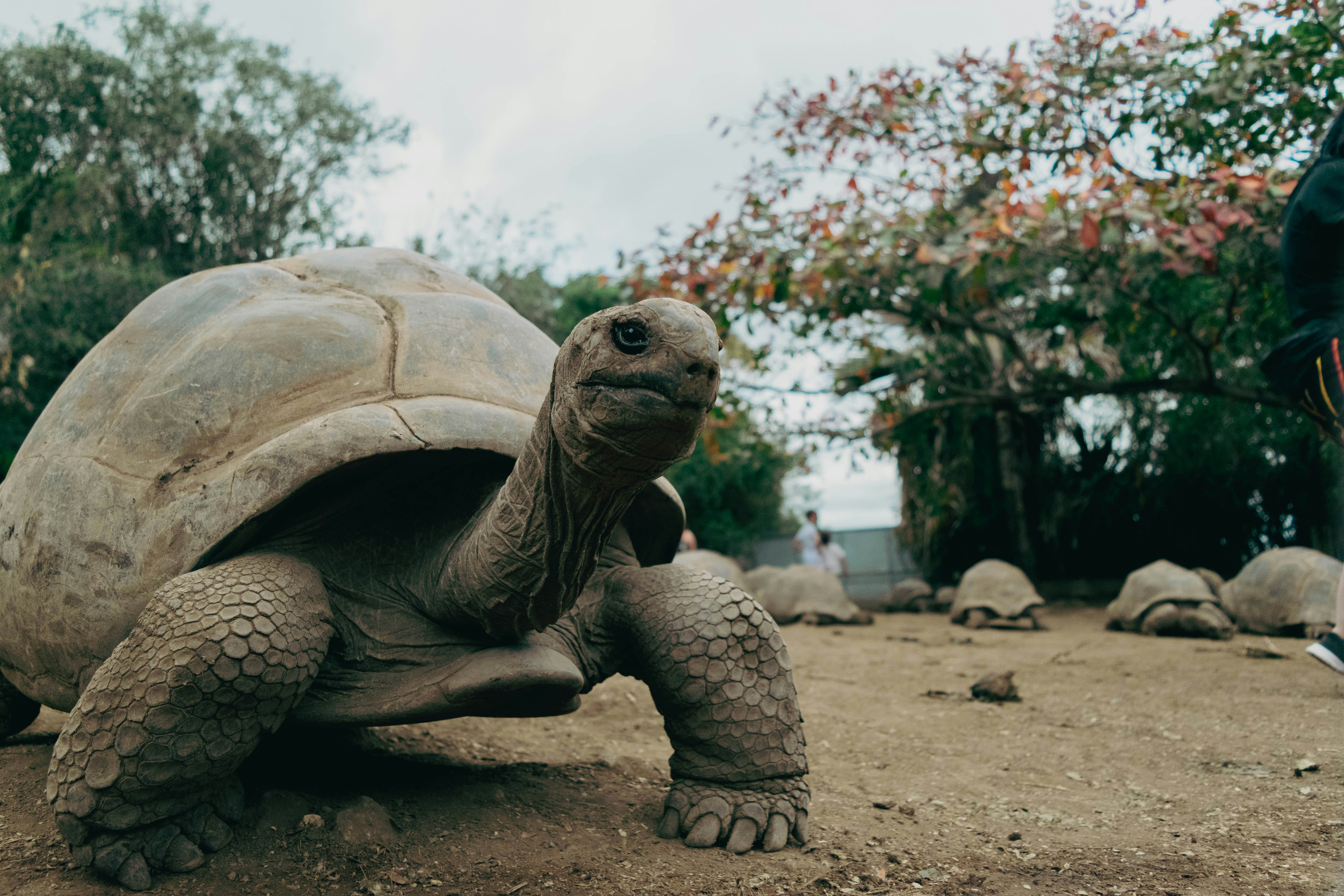 Close-Up of a Curious Giant: A Tortoise Reaches Toward the Lens