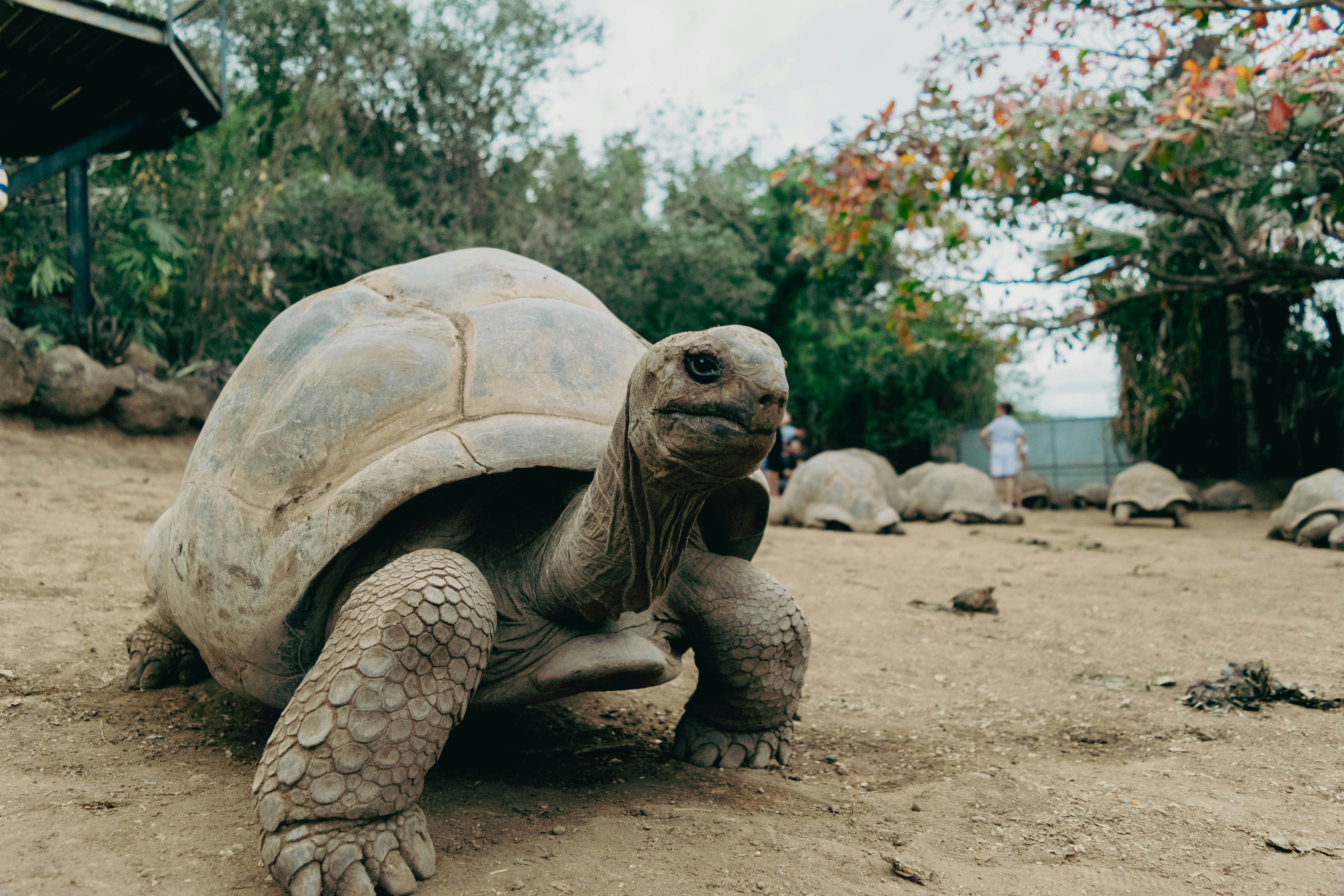 Ancient Guardian Emerges: A Tortoise's Grounded Gaze