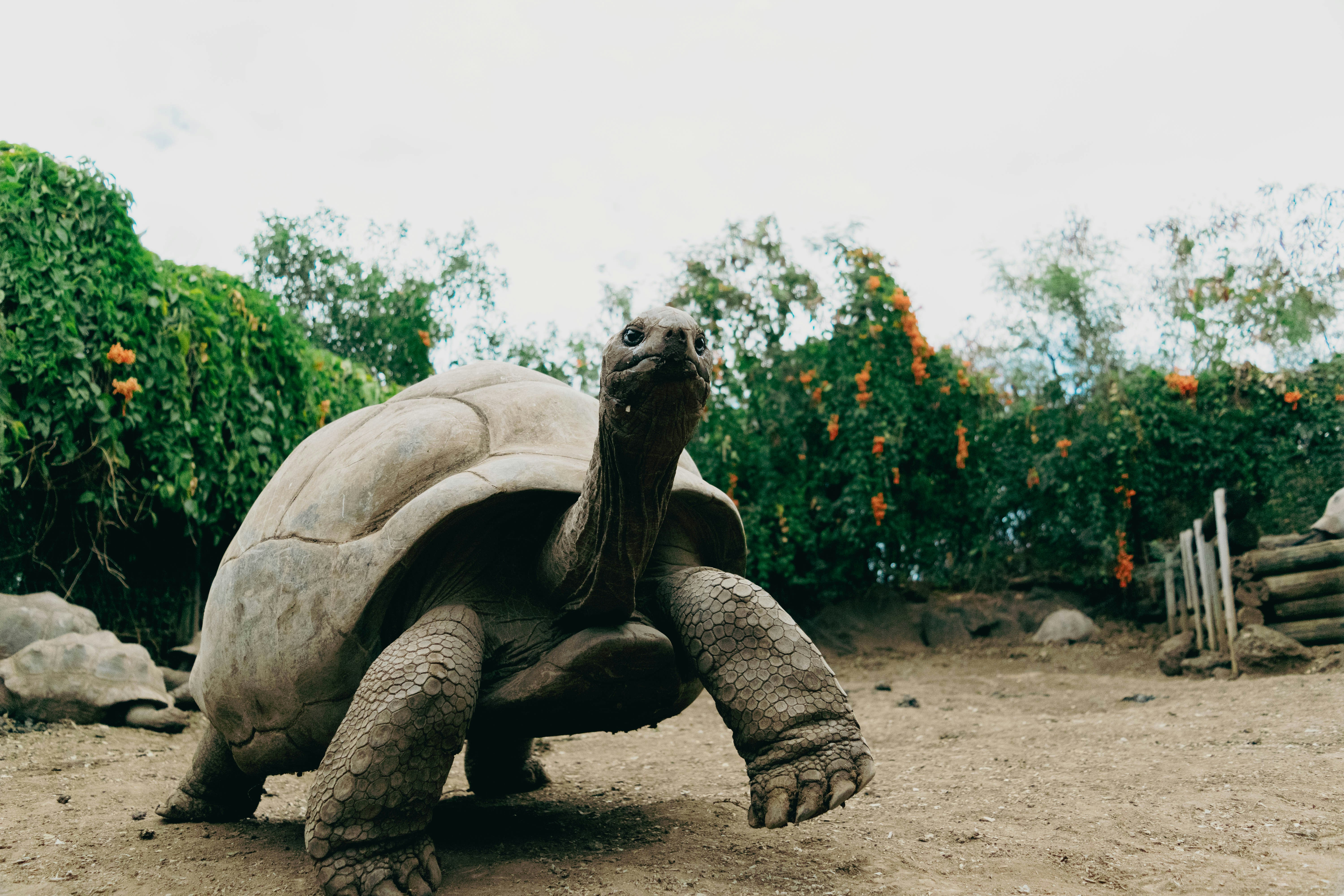 Grounded Giant: A Tortoise Pausing Front and Center