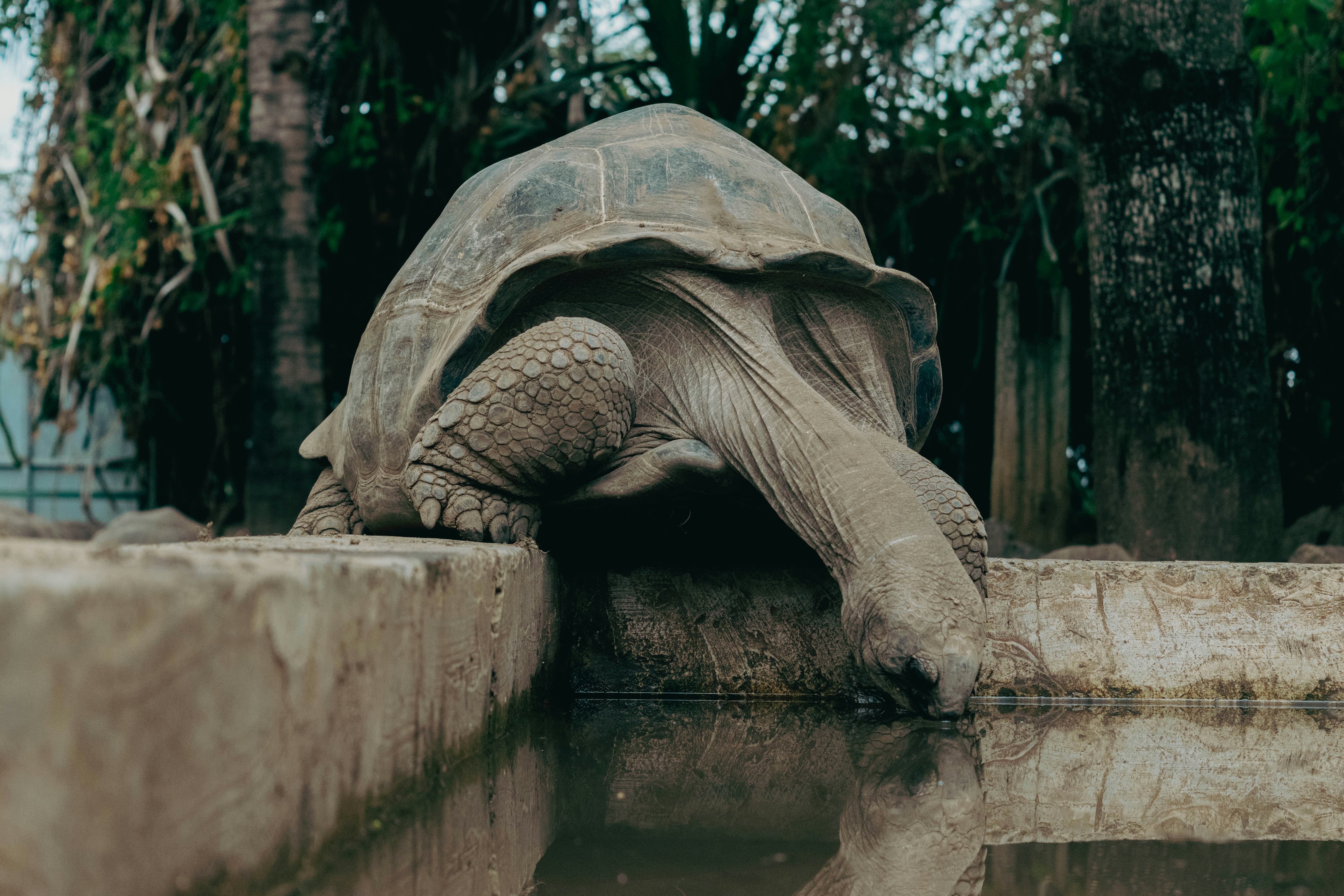 Turtle at the Edge: A Quiet Moment by the Pool