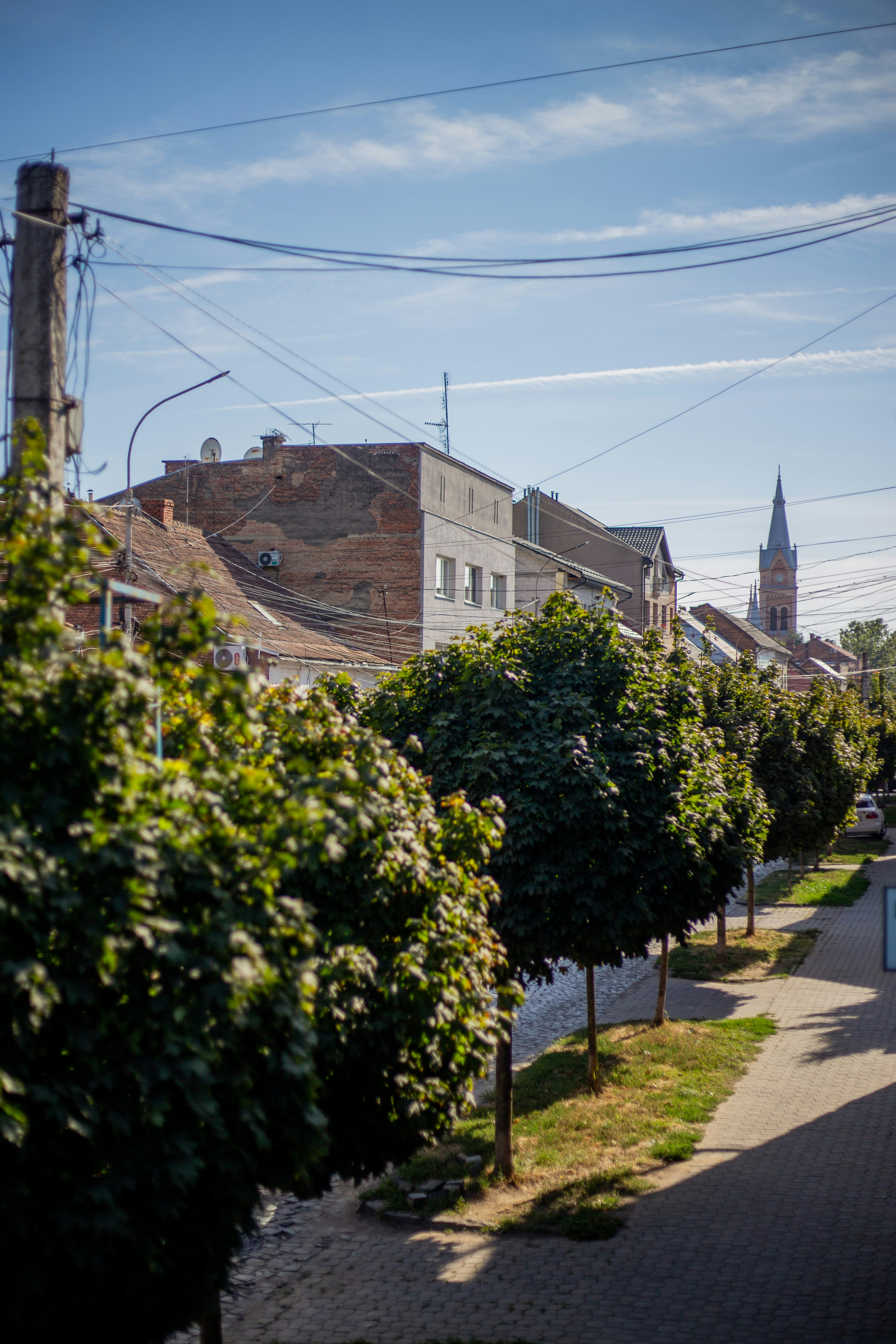 Trees in a sunlit street frame a quiet town with a church spire