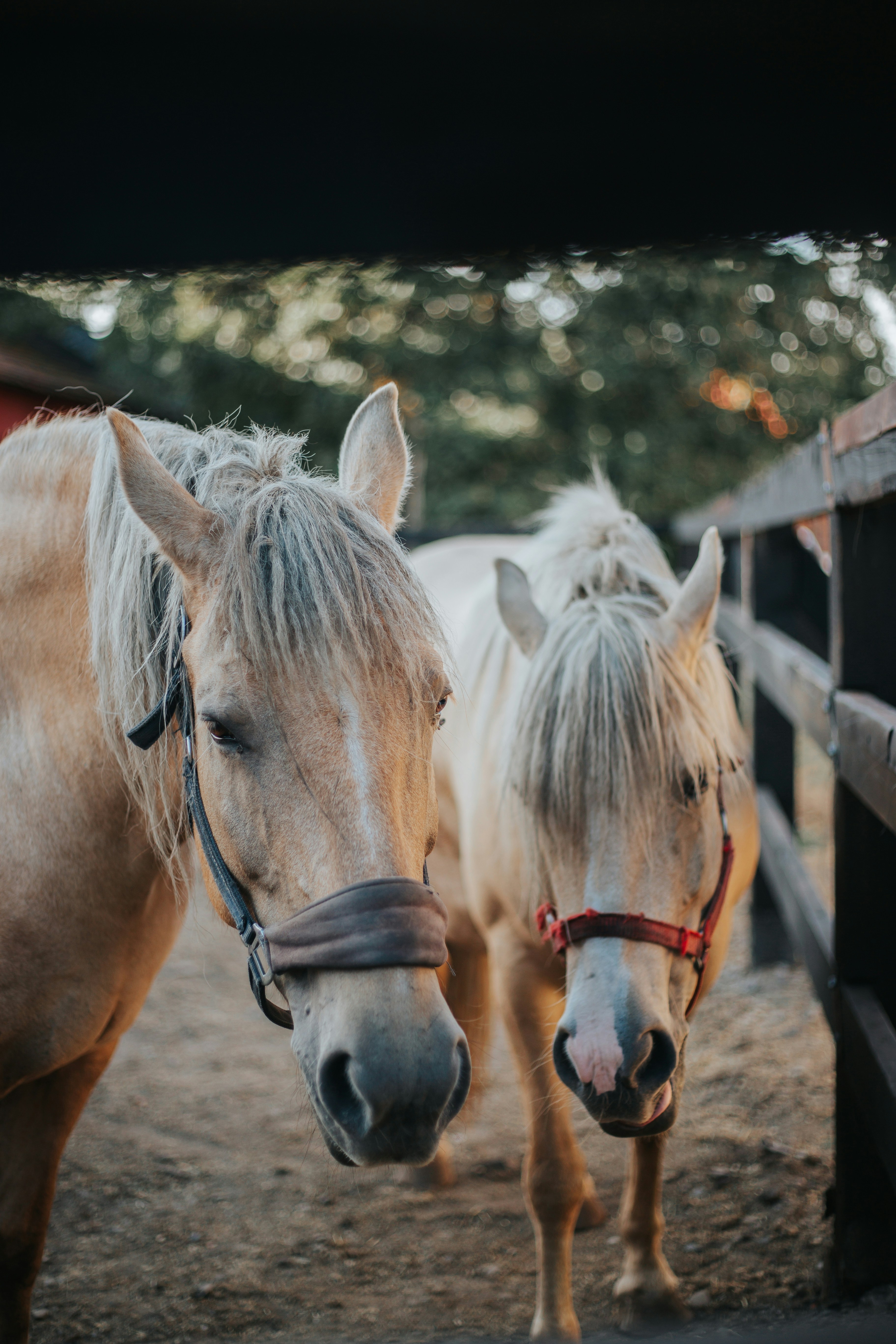 Close-Quarters Portrait of Two Palomino Horses in a Stable Corridor