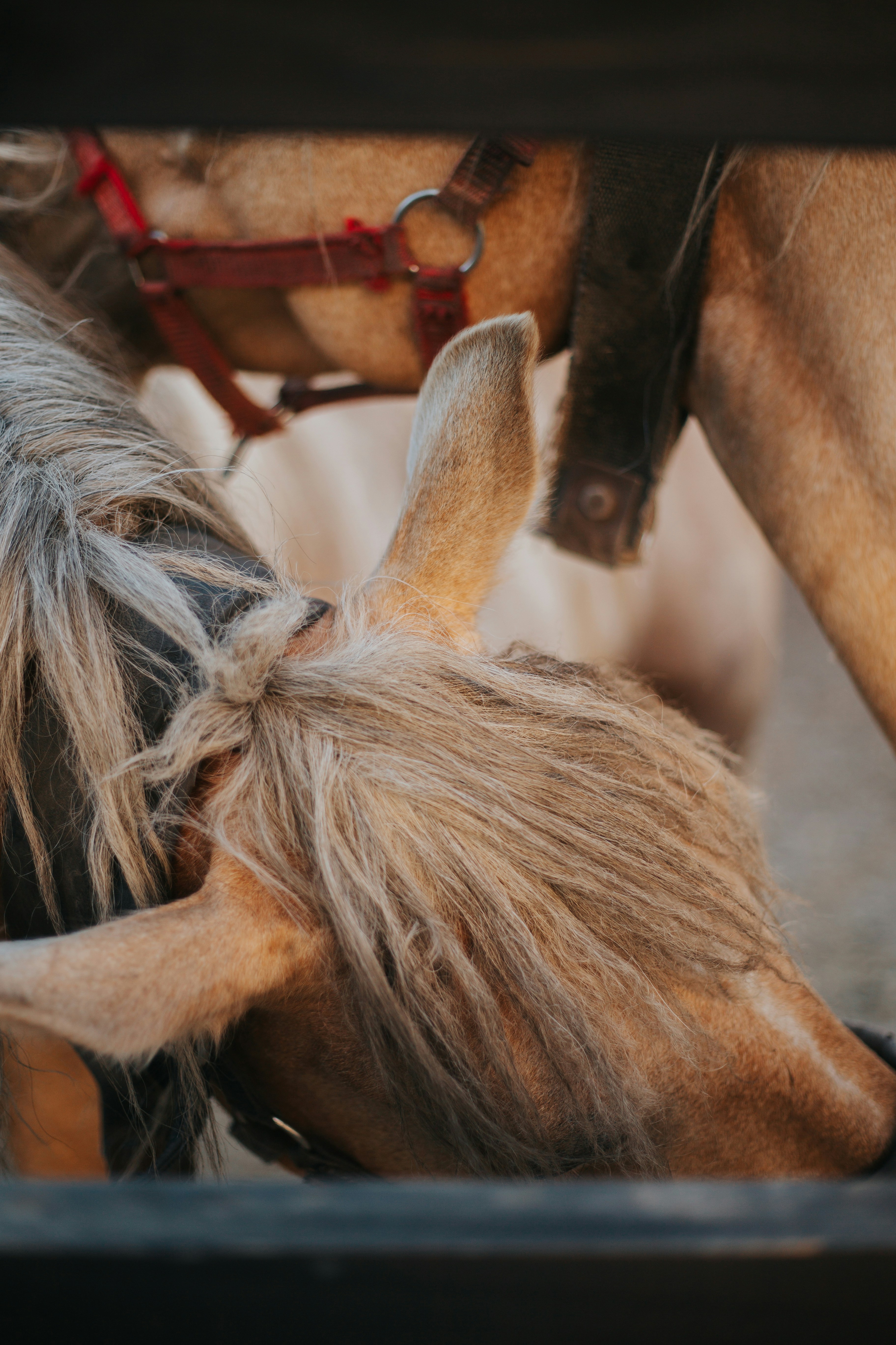 Horses’ Mane and Head Tilt Over a Stall Edge