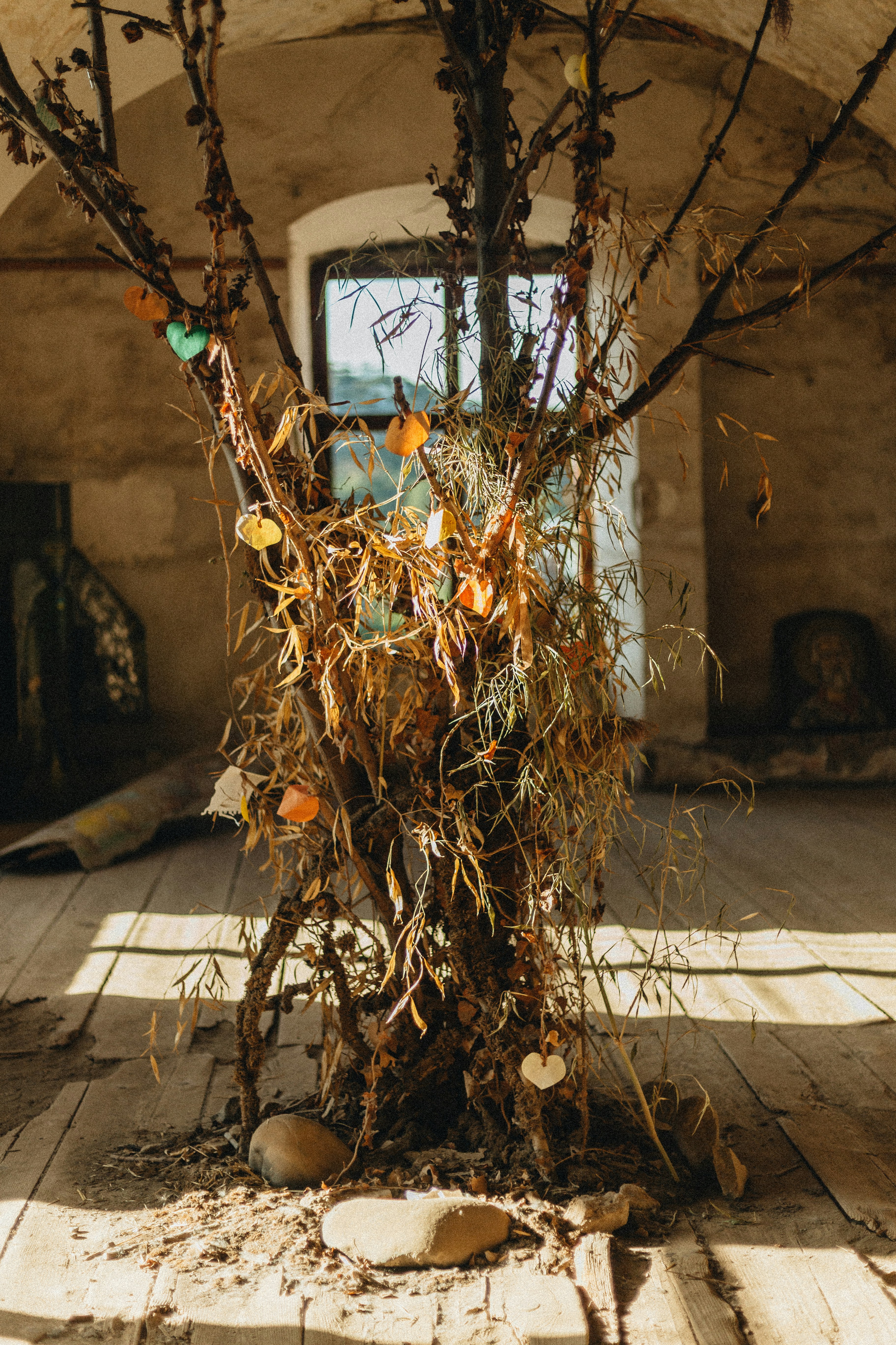 Dry Ceremony: A Ritual Tree Stands in a Sunlit Ruin