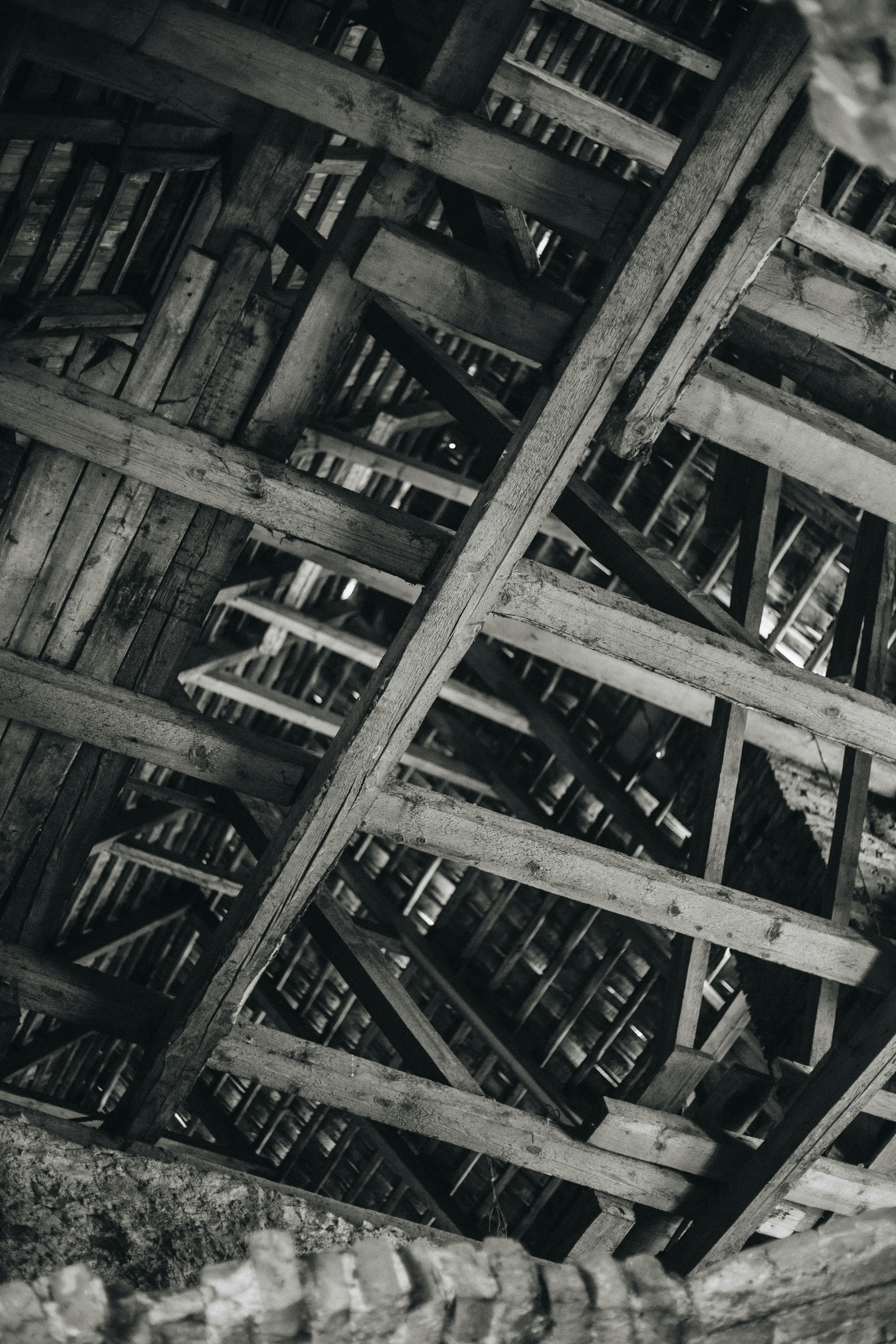 Geometric Echoes: Timber Skeletons Measured in Light