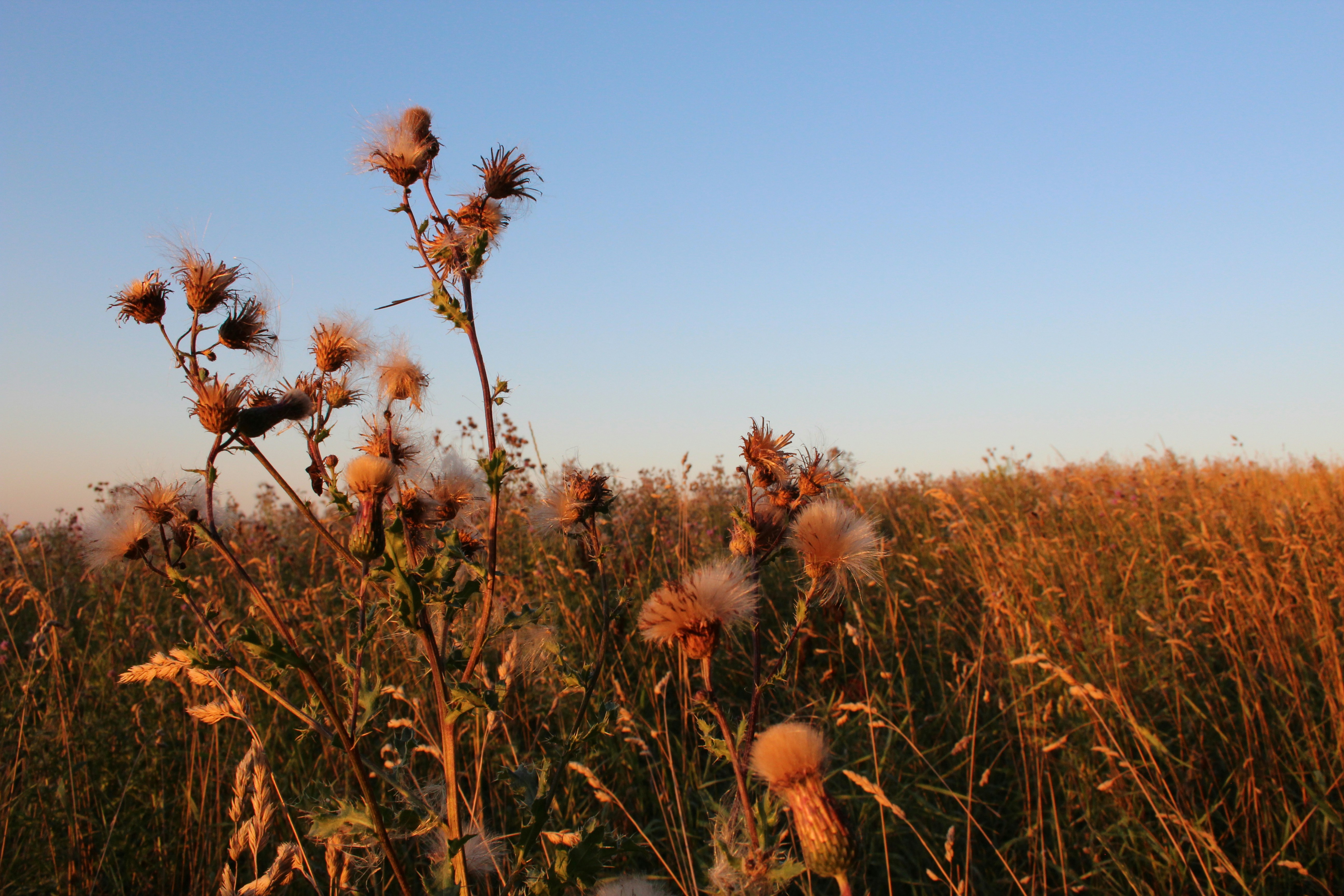 Sunlit thistles at the edge of an amber field