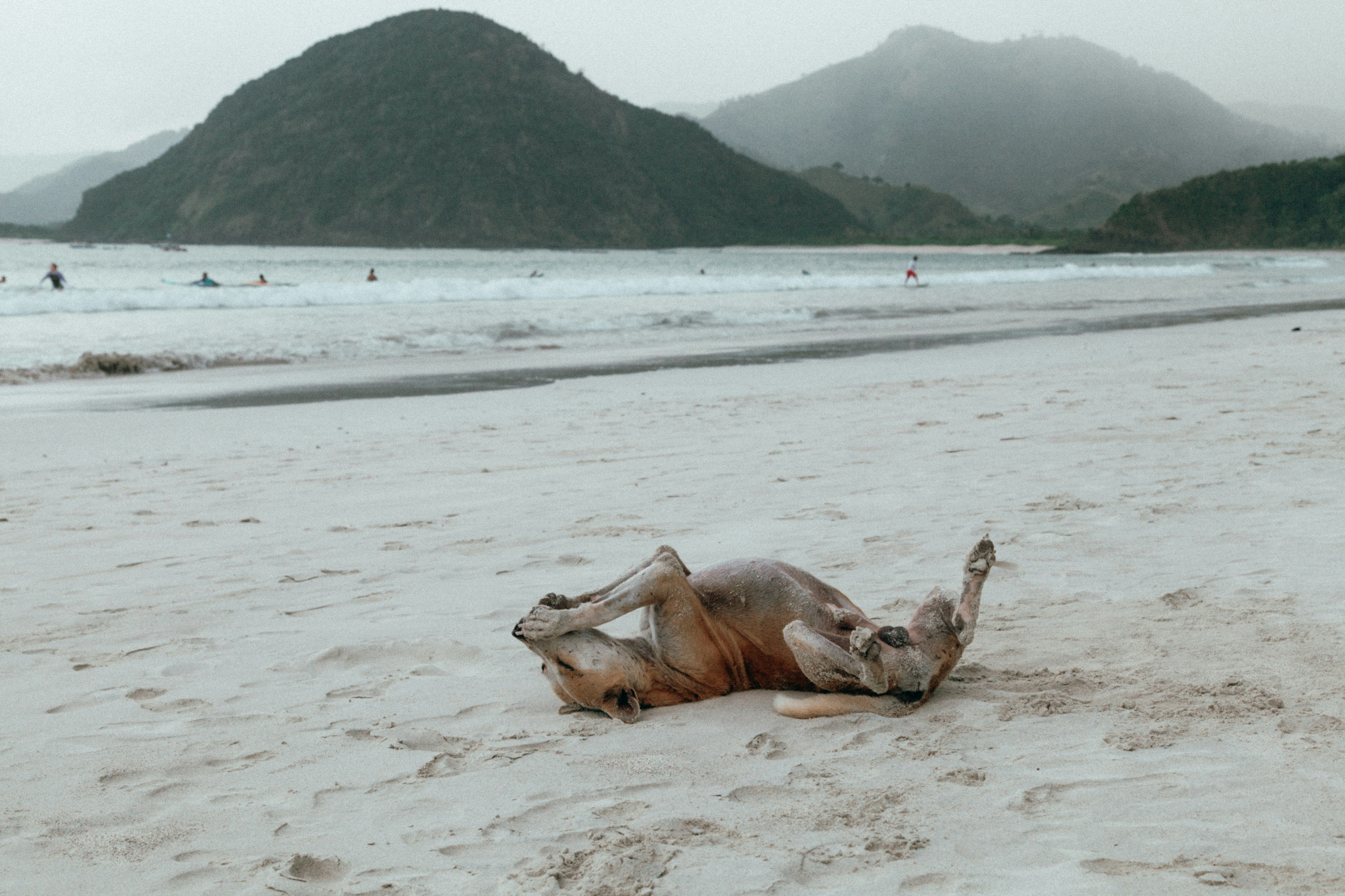 Deserted Beach: A Sun-bleached Camel Resting by the Sea
