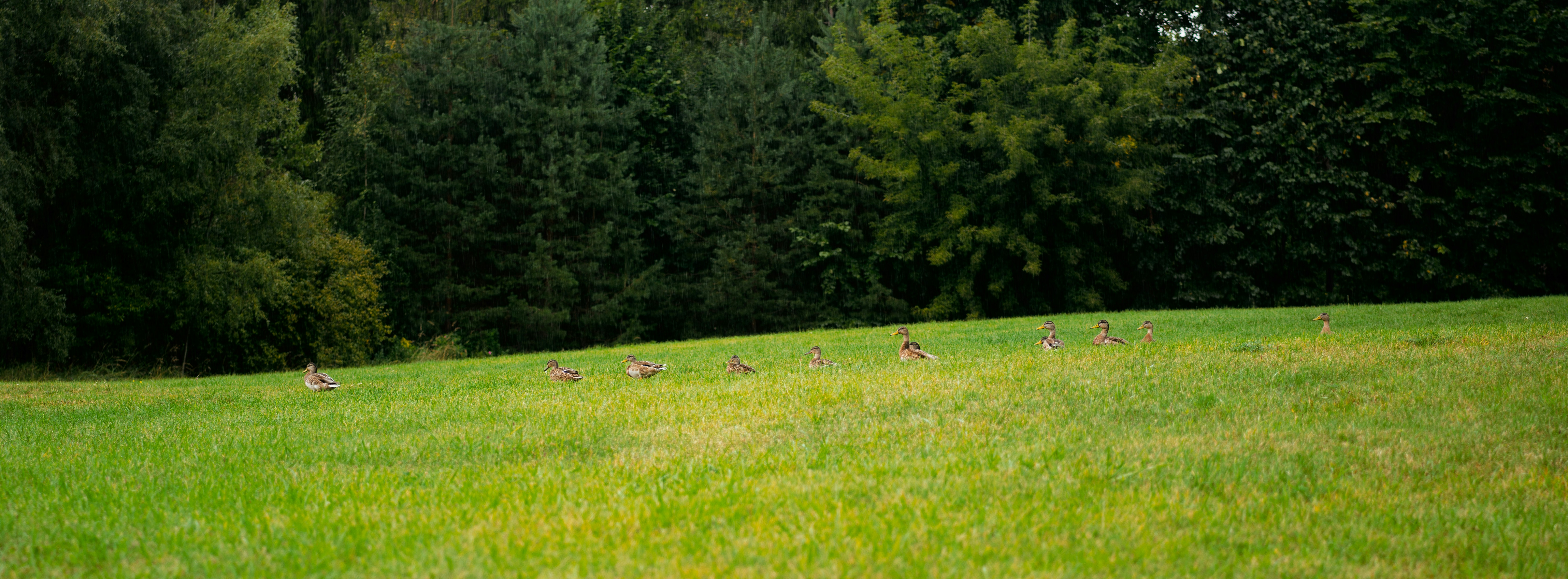 Line of Meadow Gazes: A Herd of Partridges Sprint Across the Field