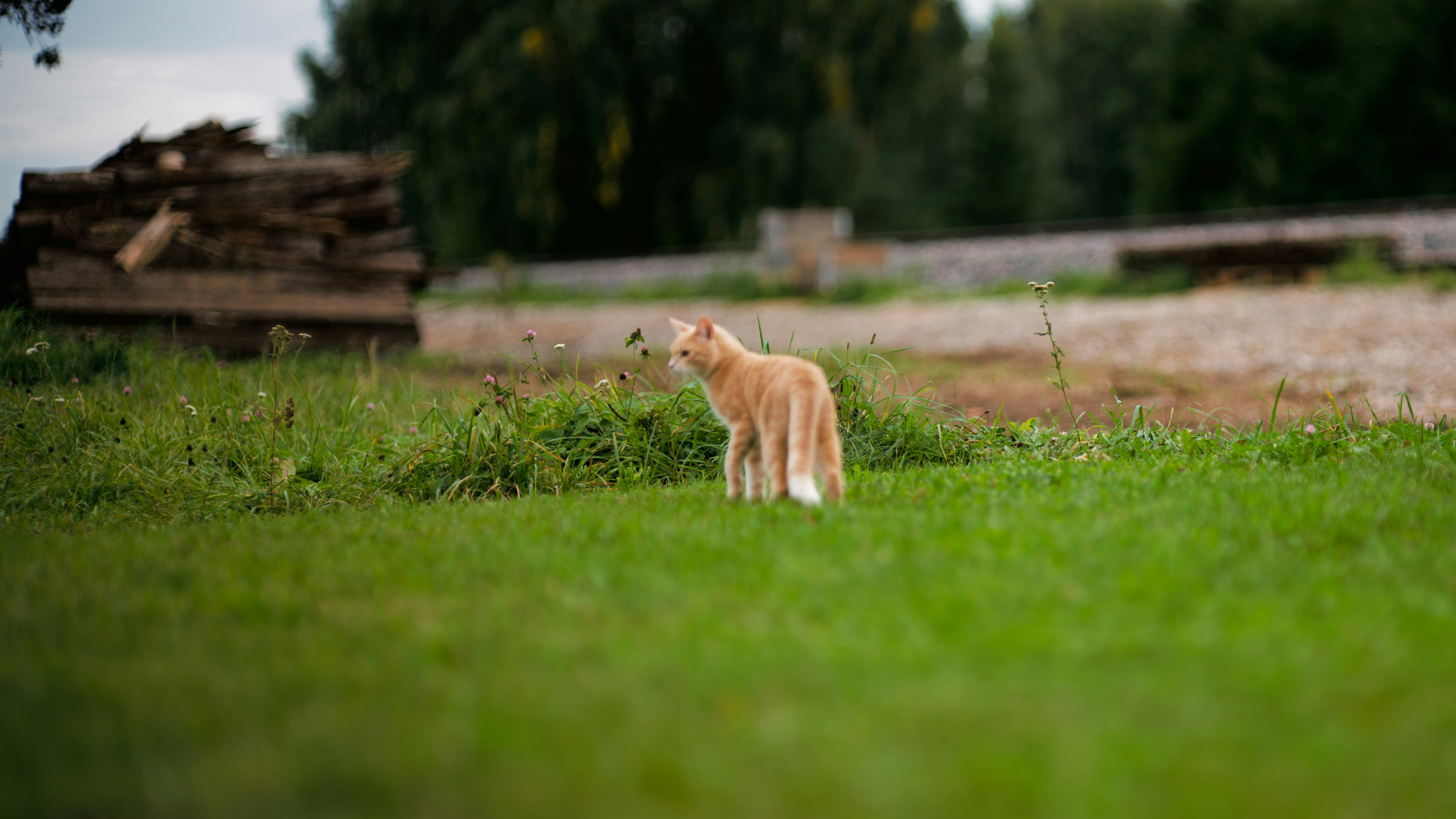 Amber Cat on the Green Verge