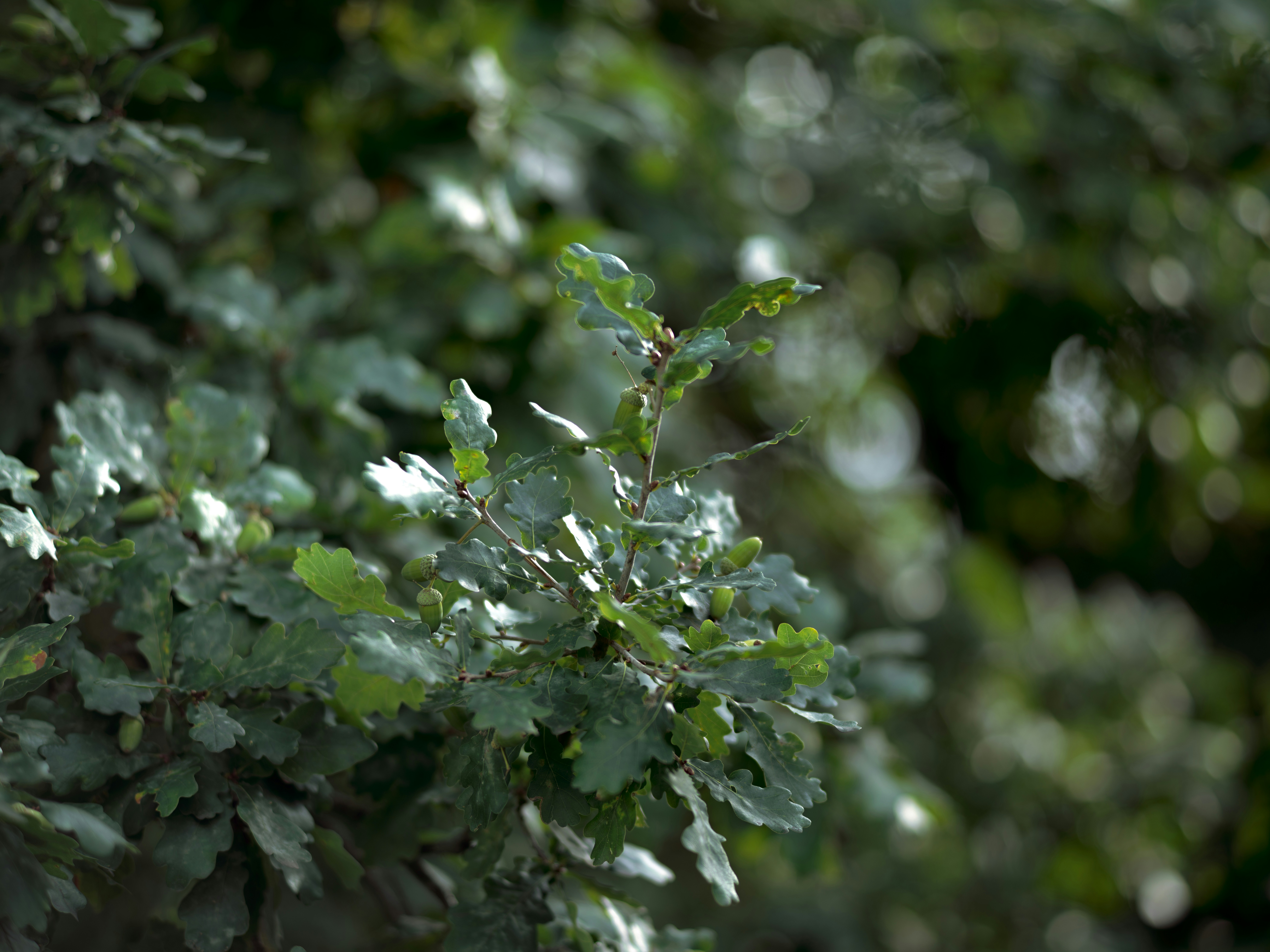 Bright Leaf, Quiet Focus: Ferns in Soft Afternoon Light