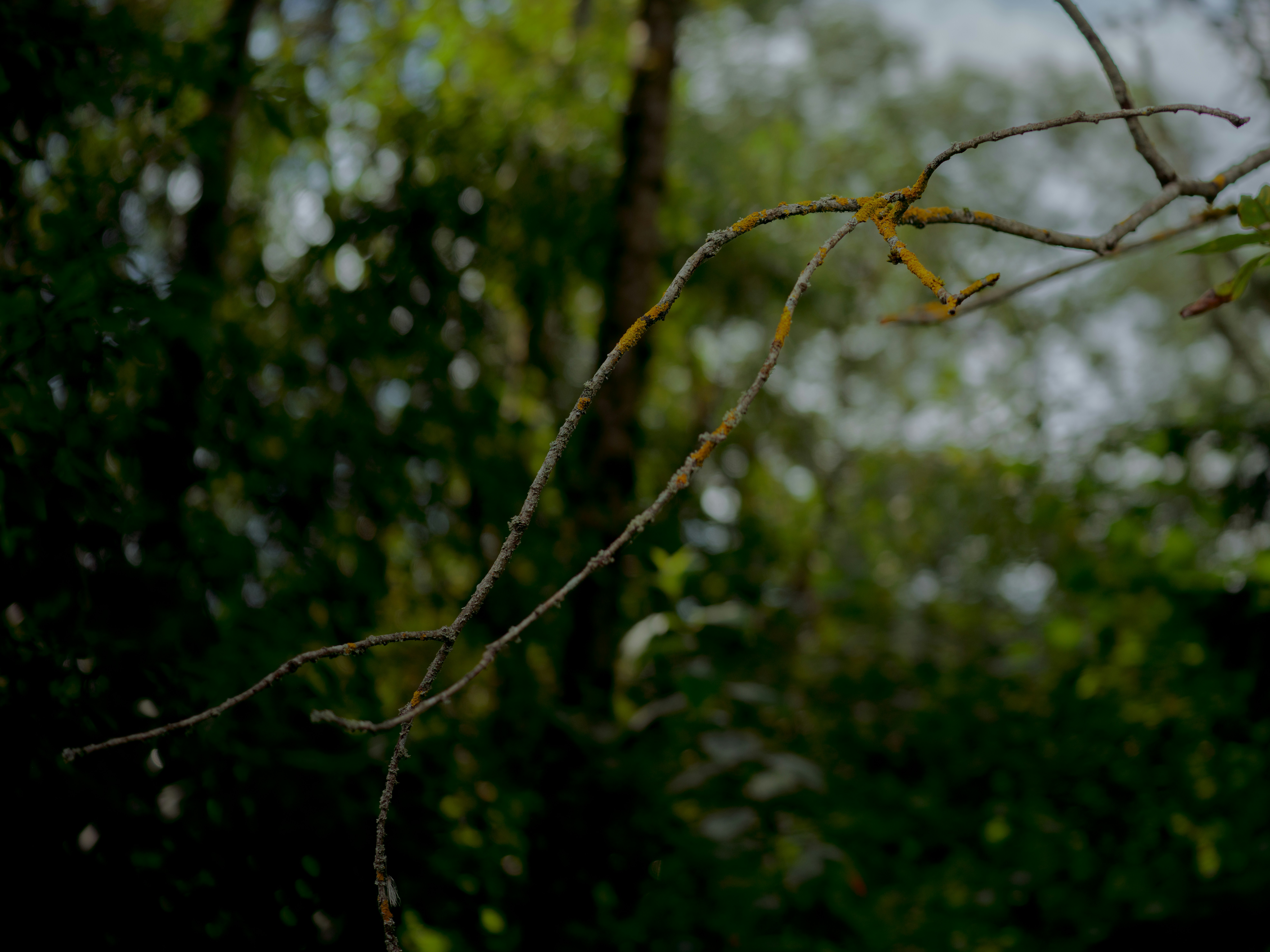 Twigged Corridor: Fragments of Light in a Green Quiet