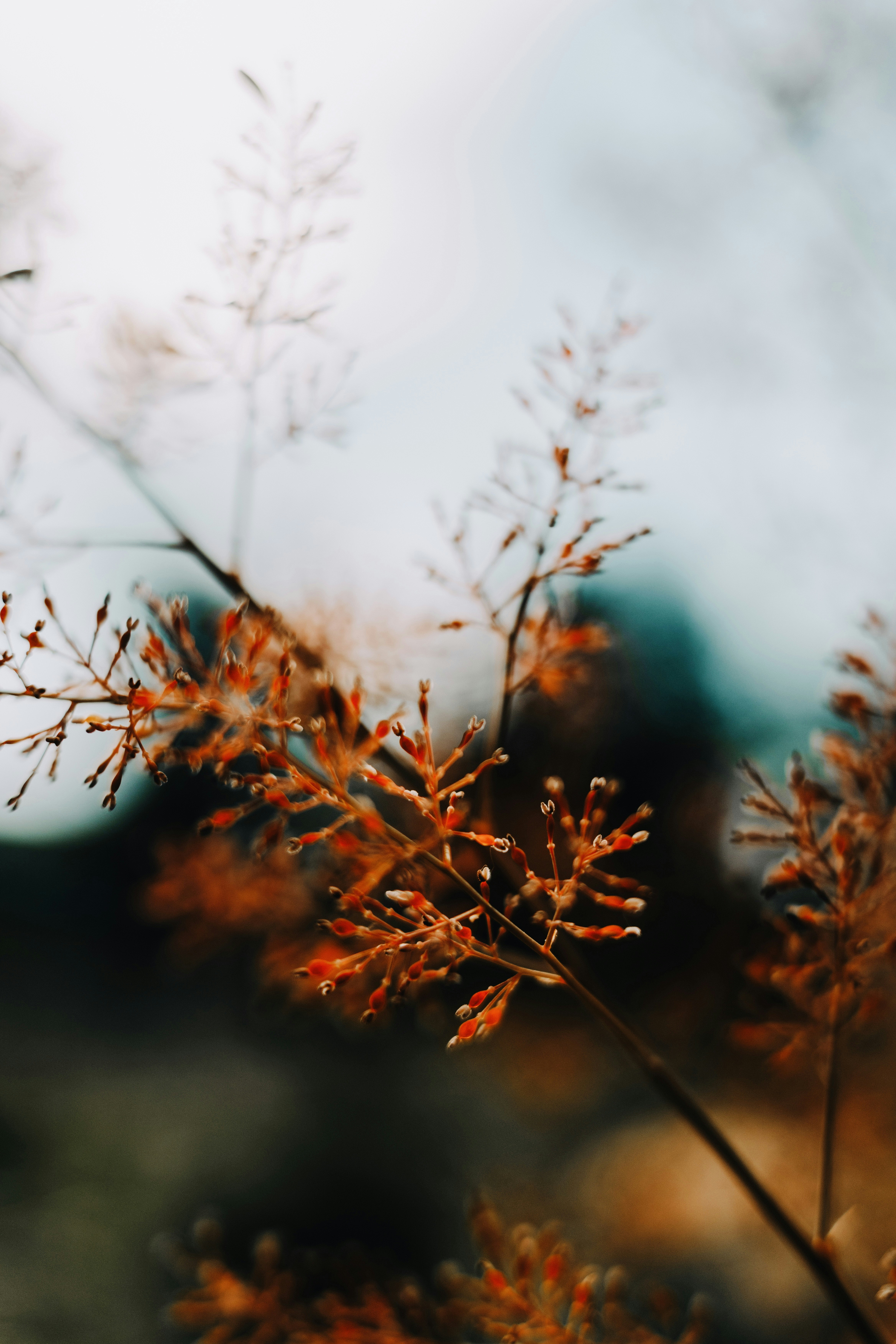 Crimson Ferns in Soft Focus