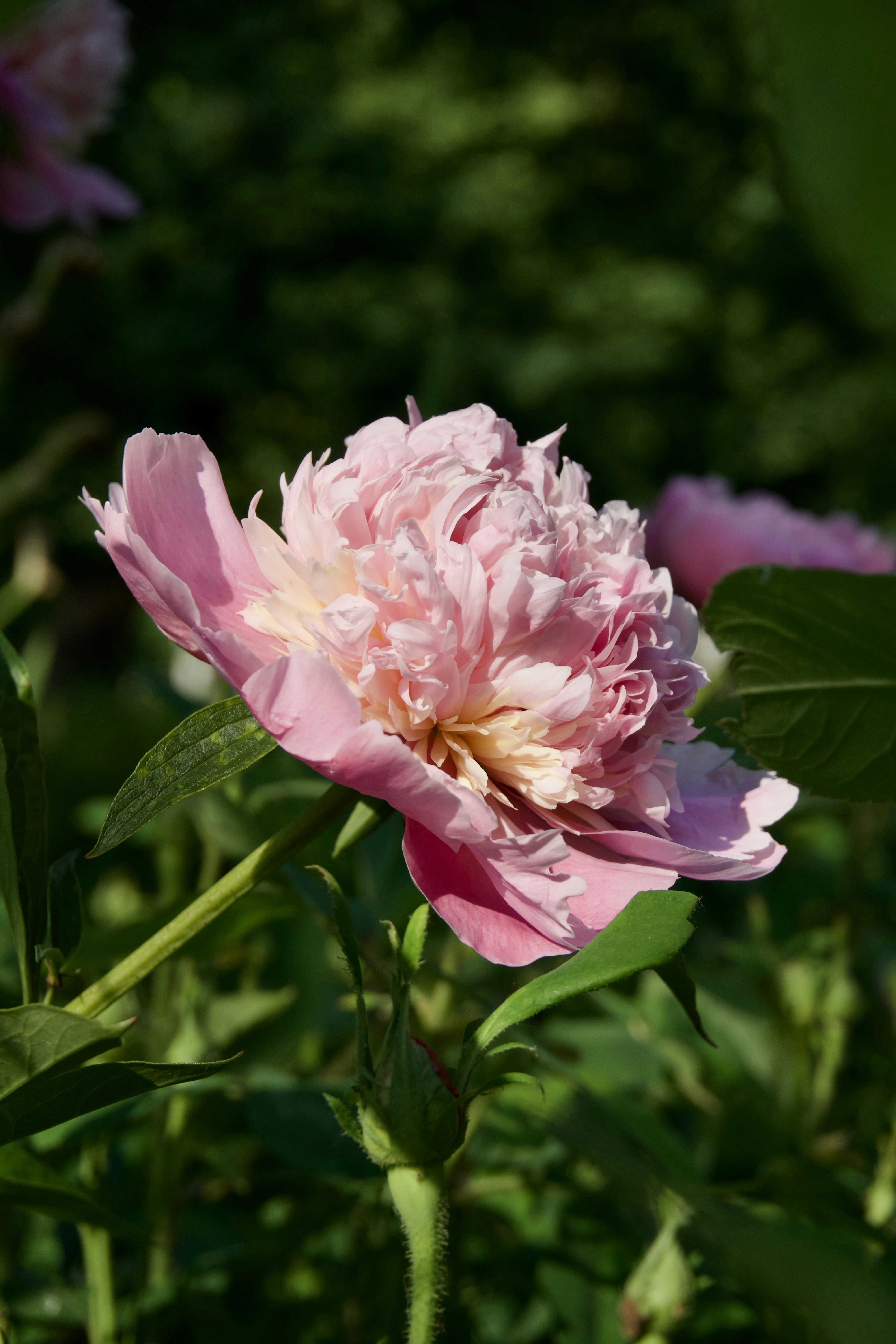 Petaled Convergence: A Pink Peony in Sunlit Quiet