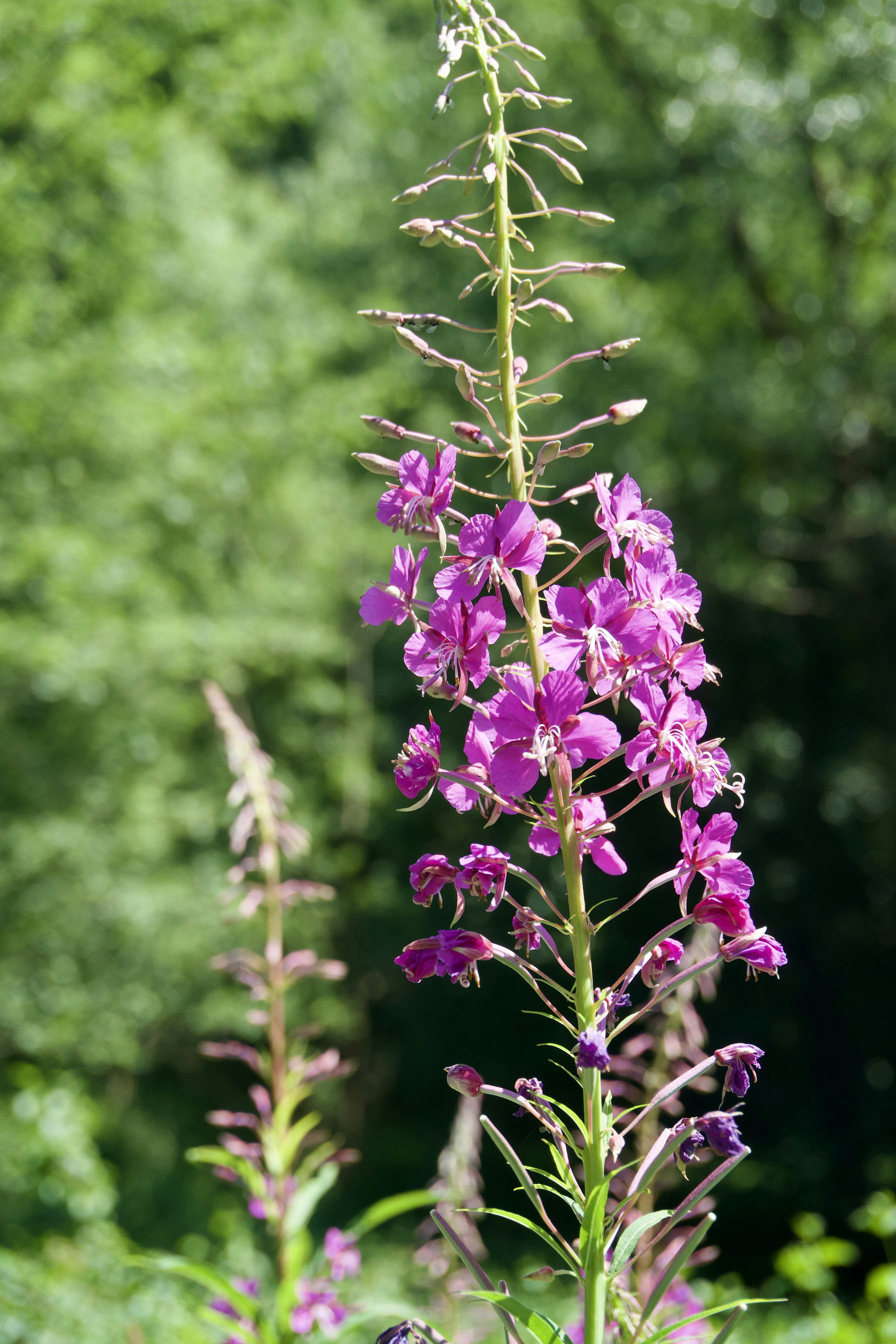 Pink Fireflower: A Tall Stem Reaching Toward the Sun