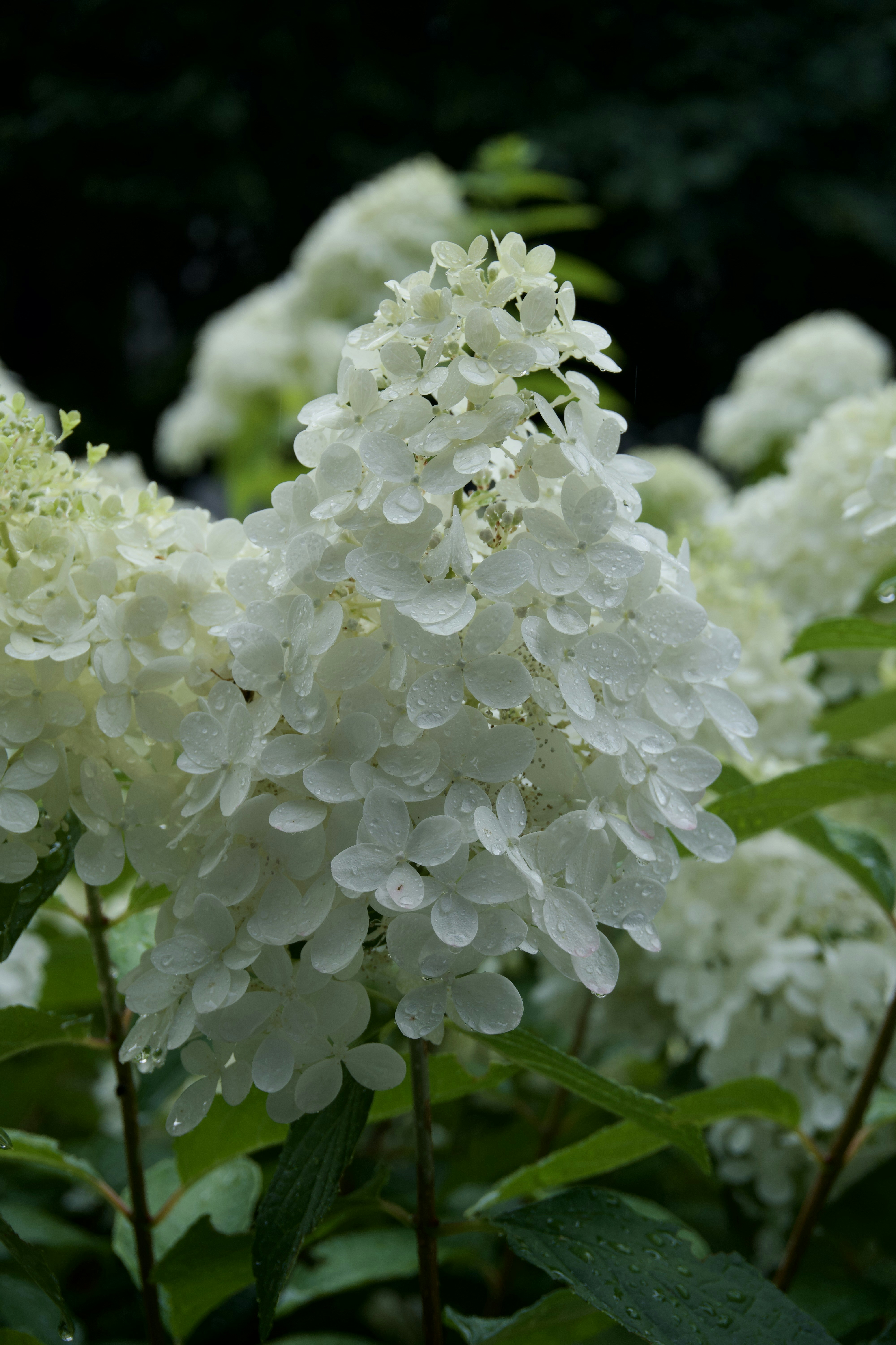 White Hydrangea Cascade in Soft Morning Light