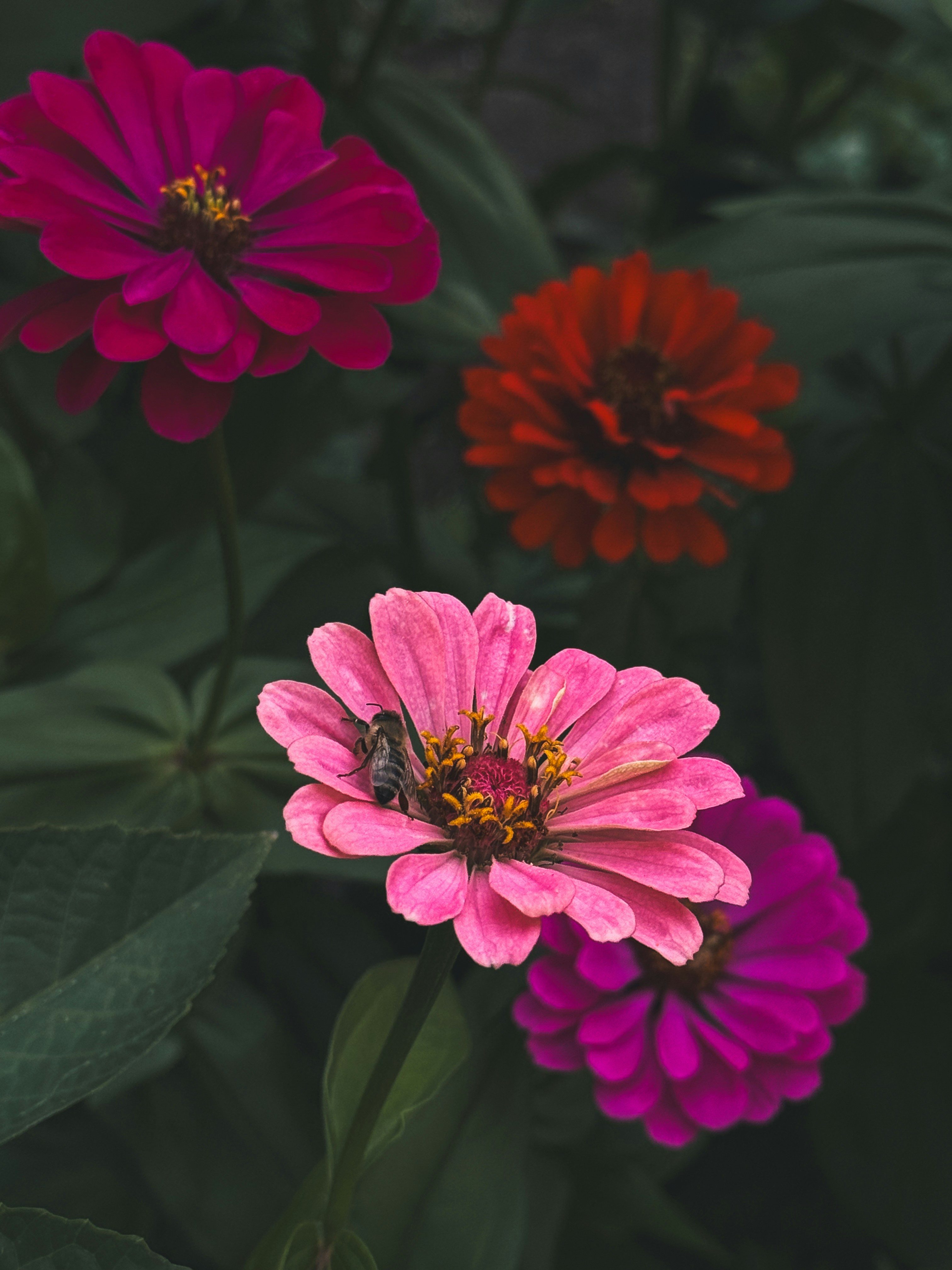 Pink Zinnia in Focus: a Bee's Last Stop on a Quiet Bloom
