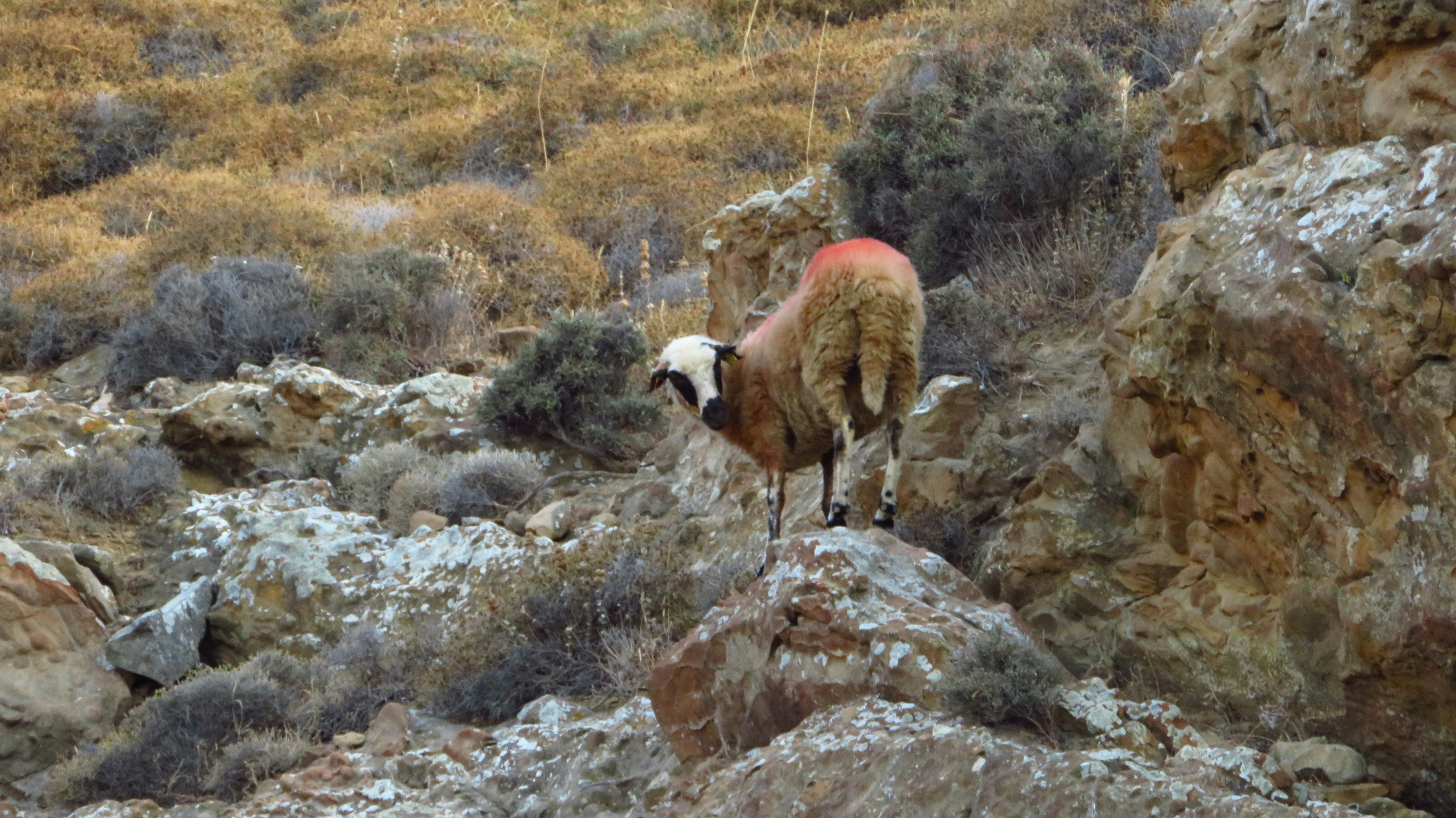 Rocky Outcrop Standoff: A Prancing Llama on a Craggy Ridge