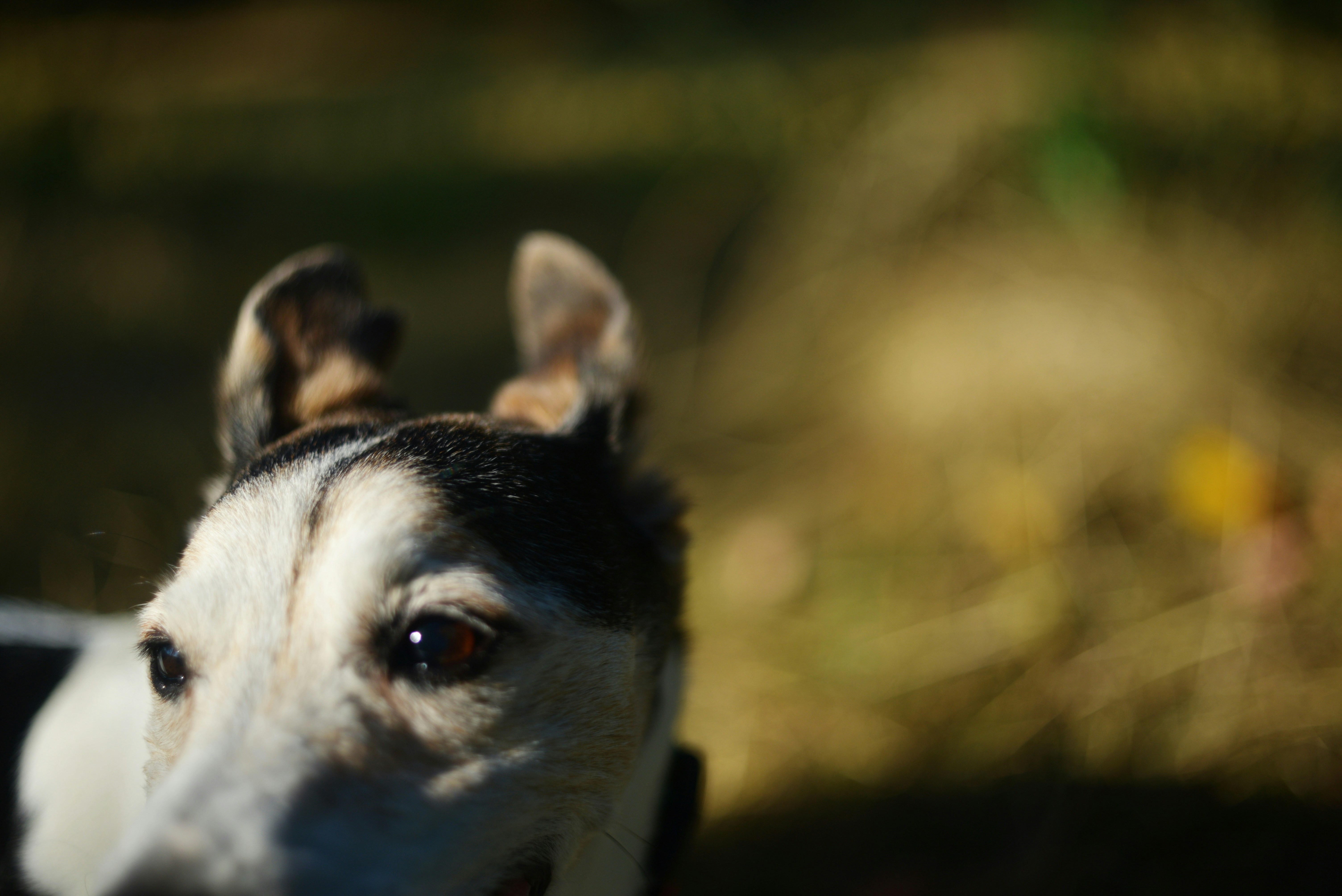Close-up Glance: The Dog's Eye Under Dappled Light