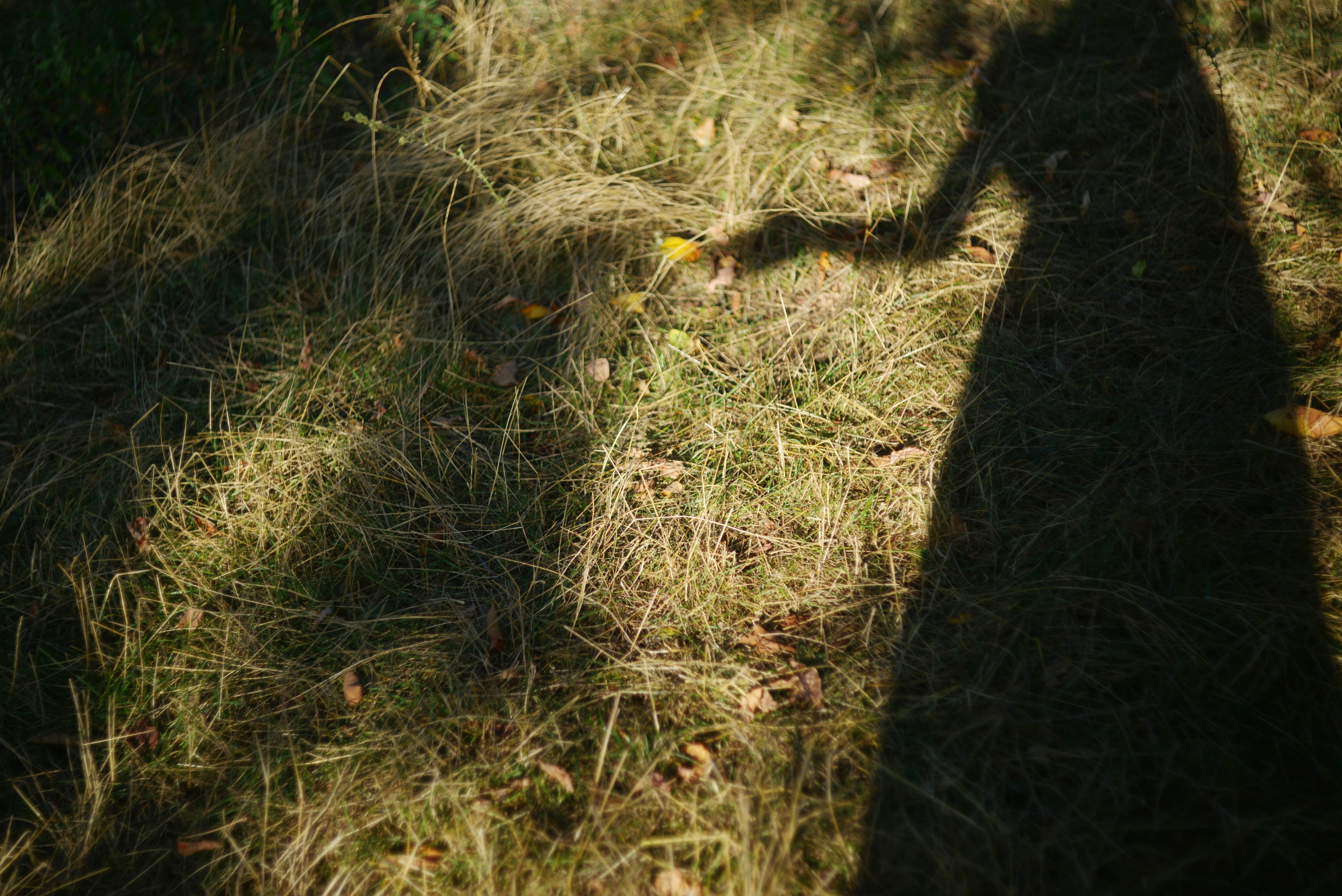 Shadowed Grass Portrait: A Silhouette Over Field Textures
