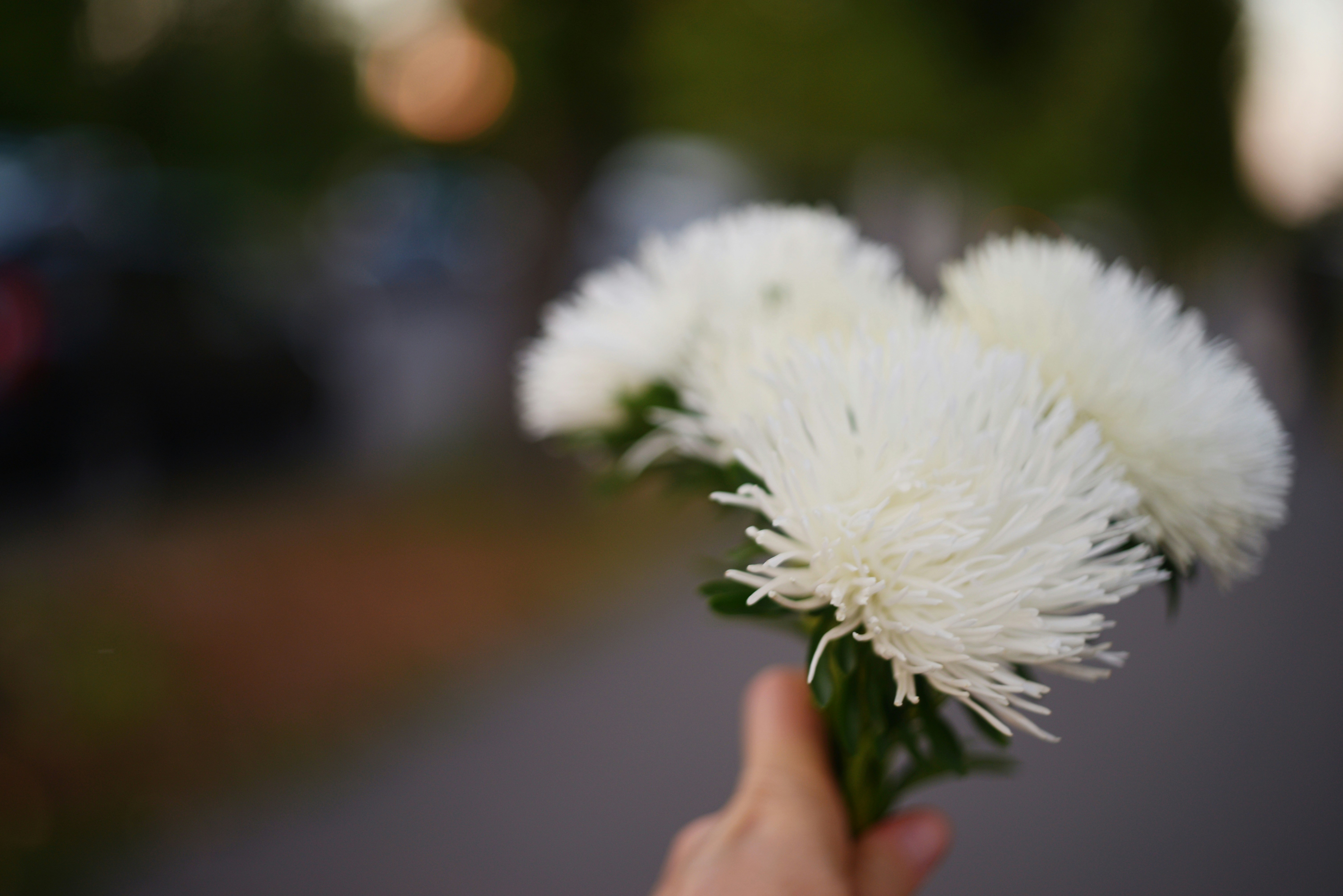 Bloom of Focus: White Chrysanthemums Grasped Against a Blurred Street