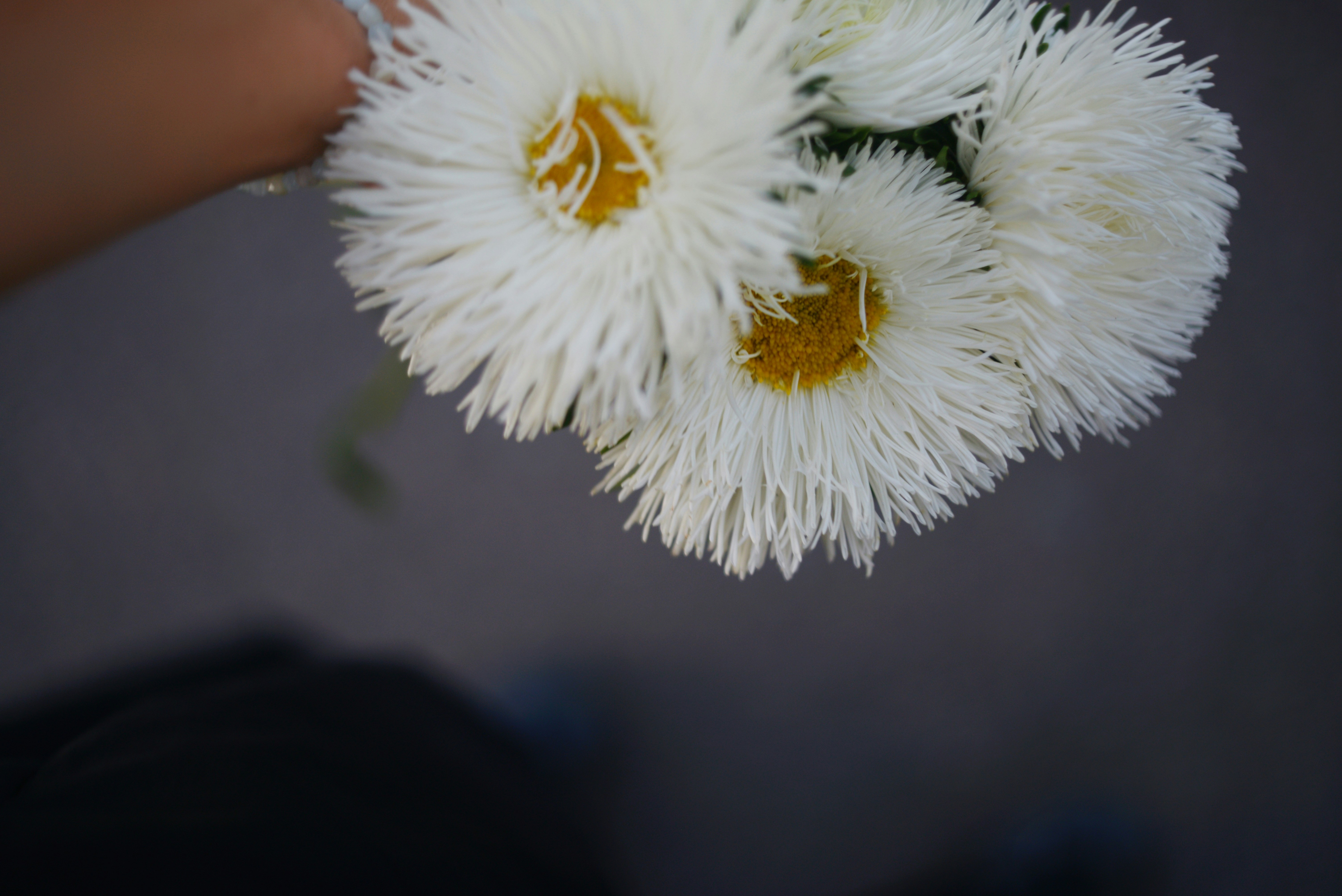 White Crowned Blossoms: A Handful of Fragments Against a Soft Ground