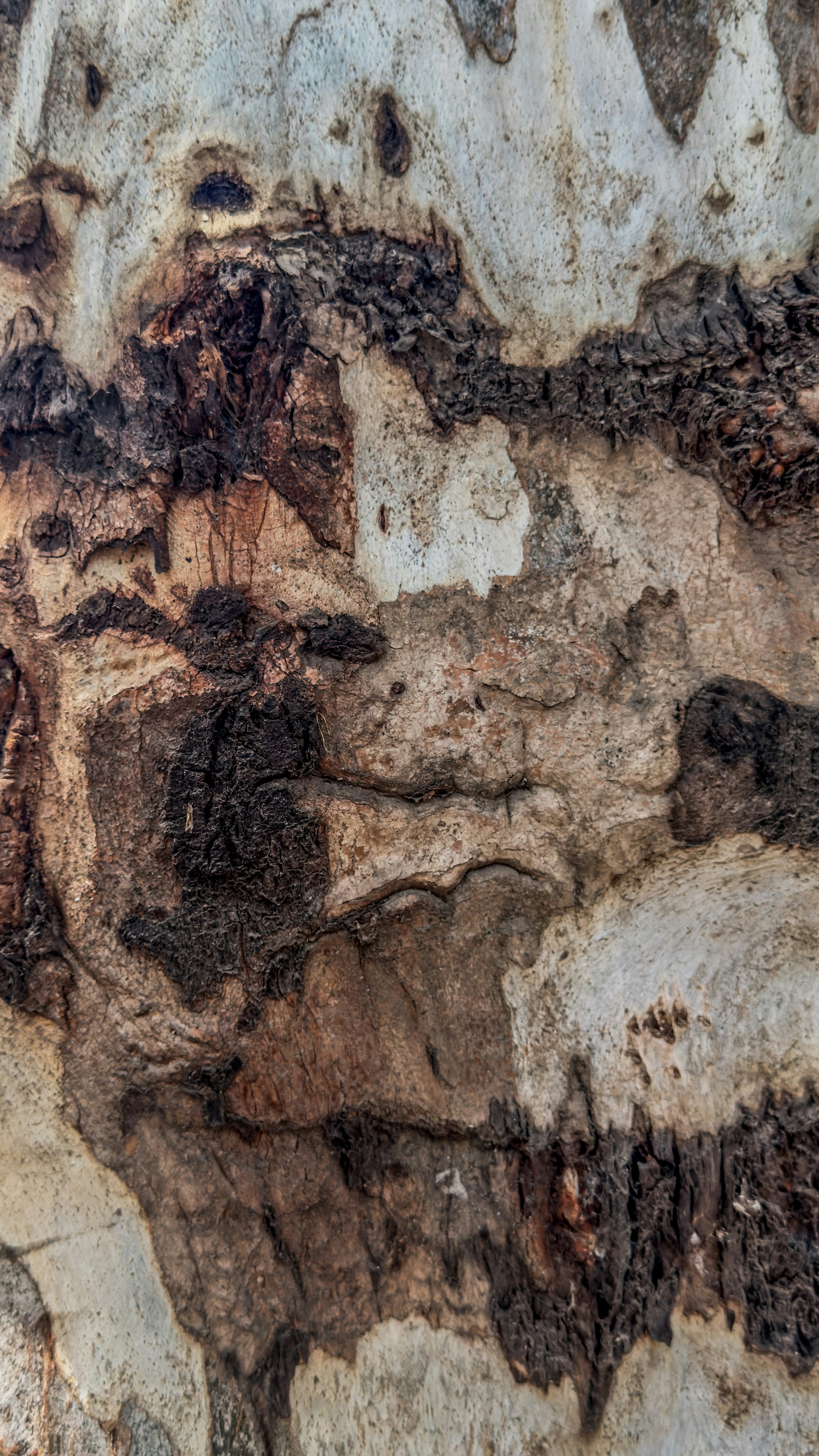 Rugged Bark: Textured Tree Surface of Earthy Strata