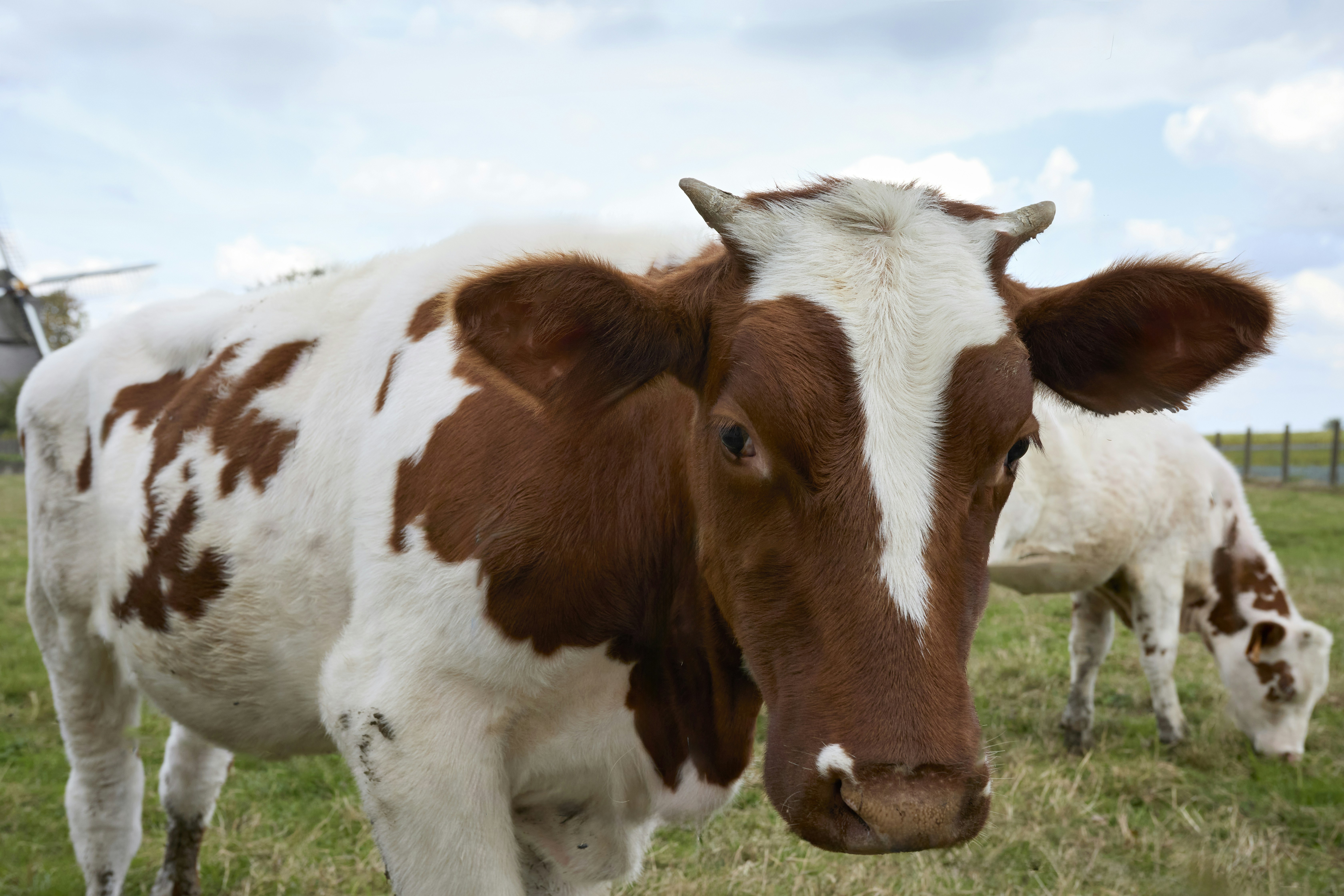 Curious Cow in a Quiet Pasture
