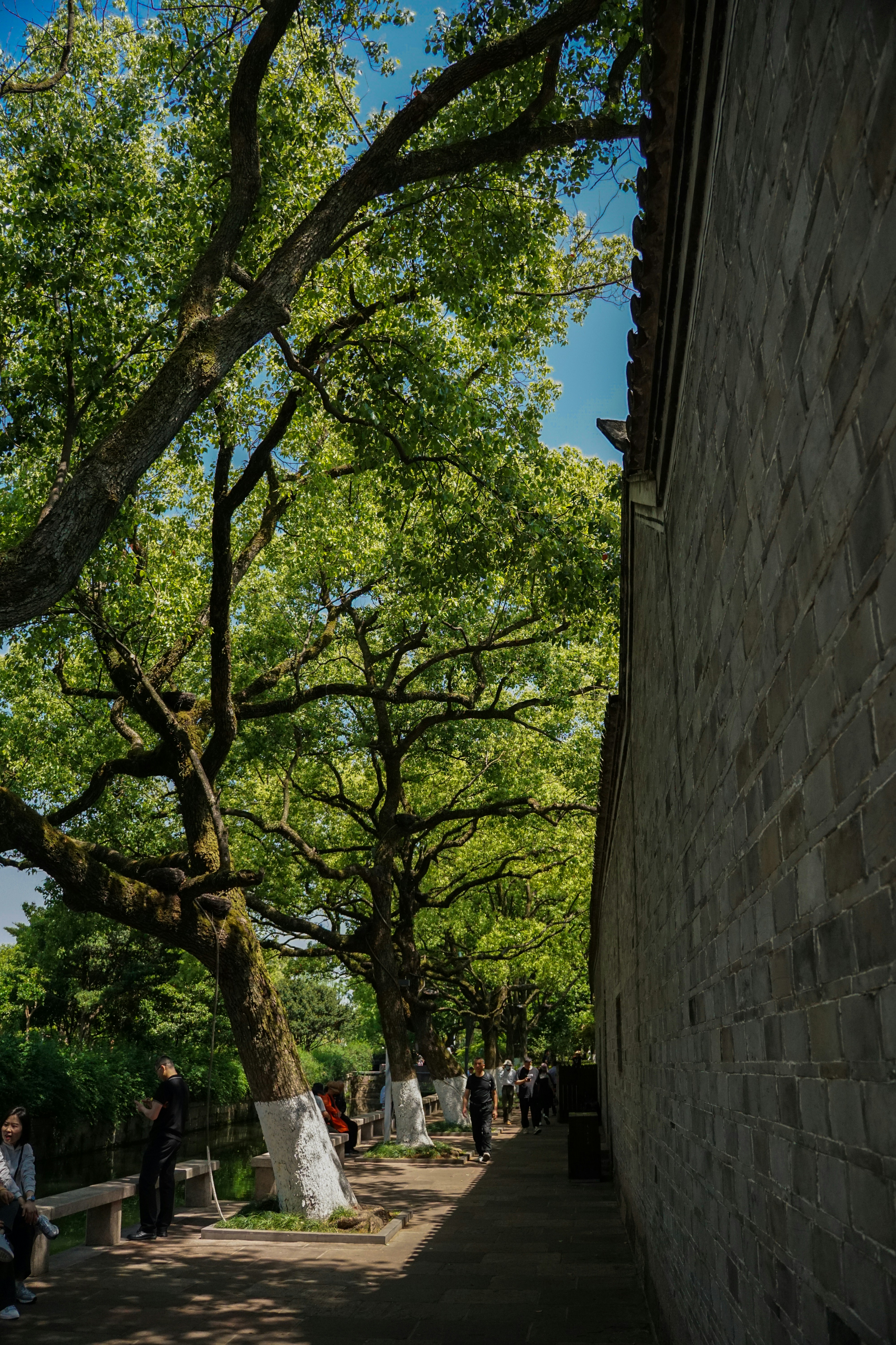 Ancient Wall and Canopy: A Shaded Walk Along the Sunlit Arbor