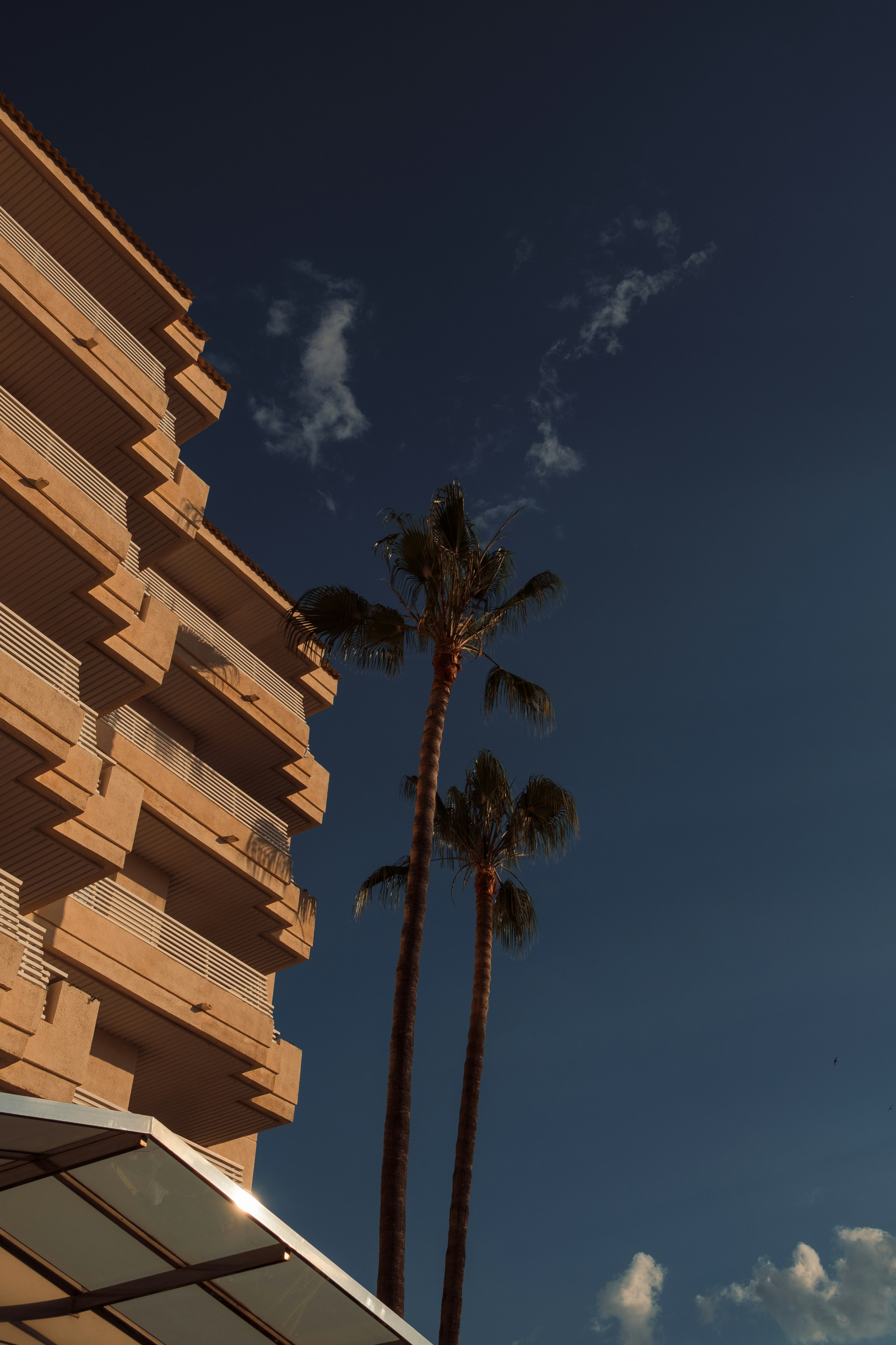 Palm Lines: Vertical Echoes Along a Sunlit Terrace