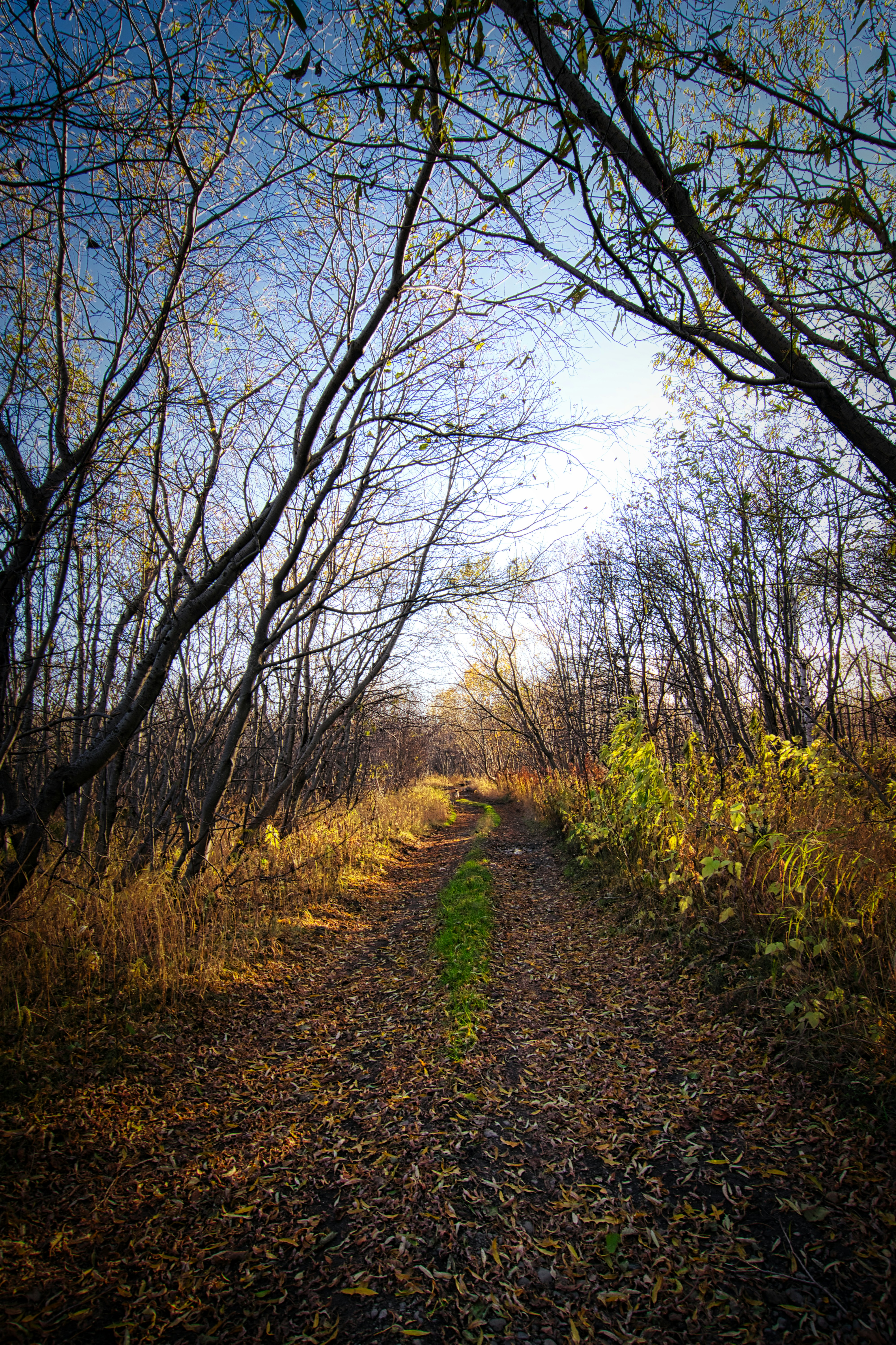 Autumn Path Whispers: A Sunkissed Walk Through Leaf-strewn Trails
