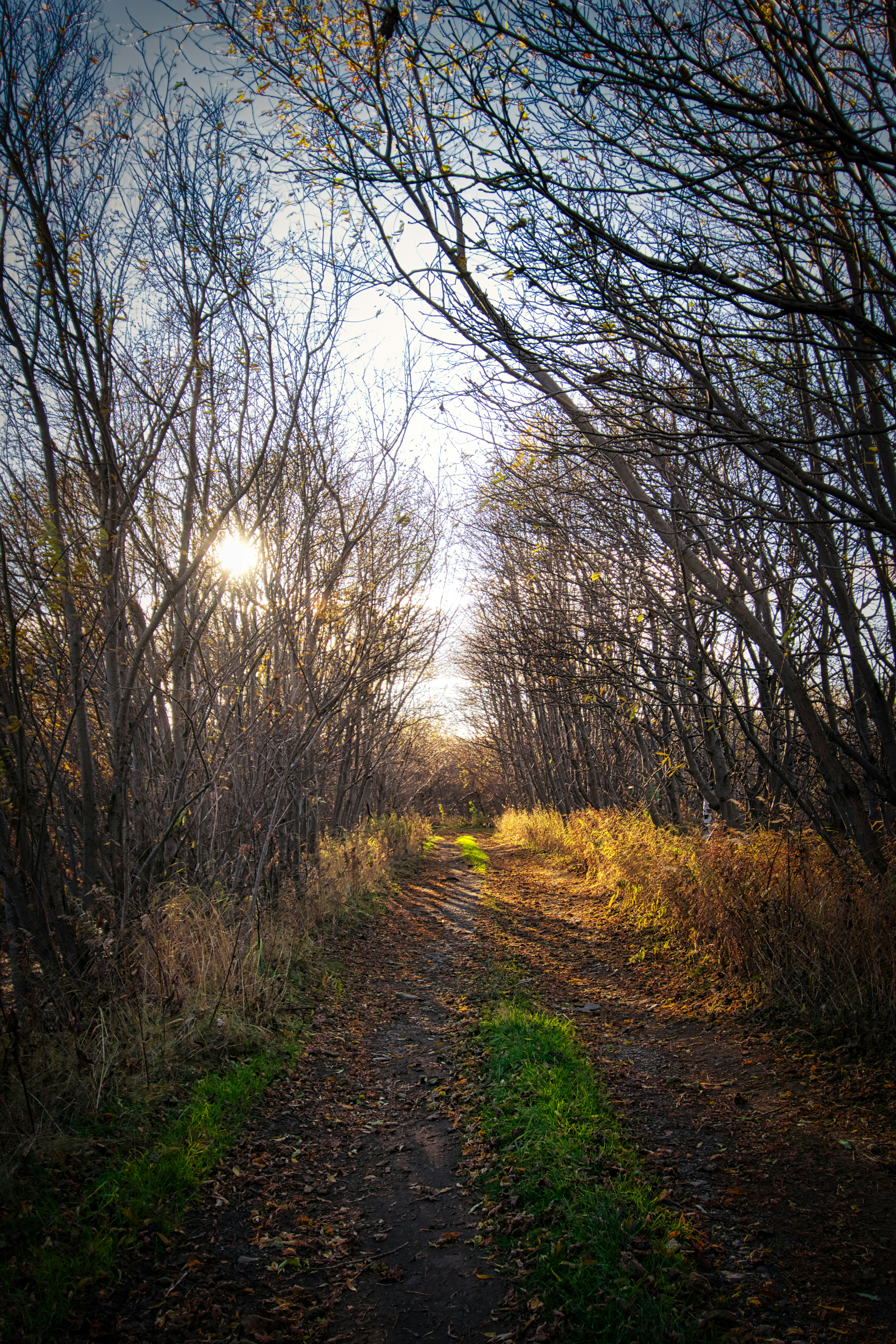 Sunlit Trail Through Leafy Channel