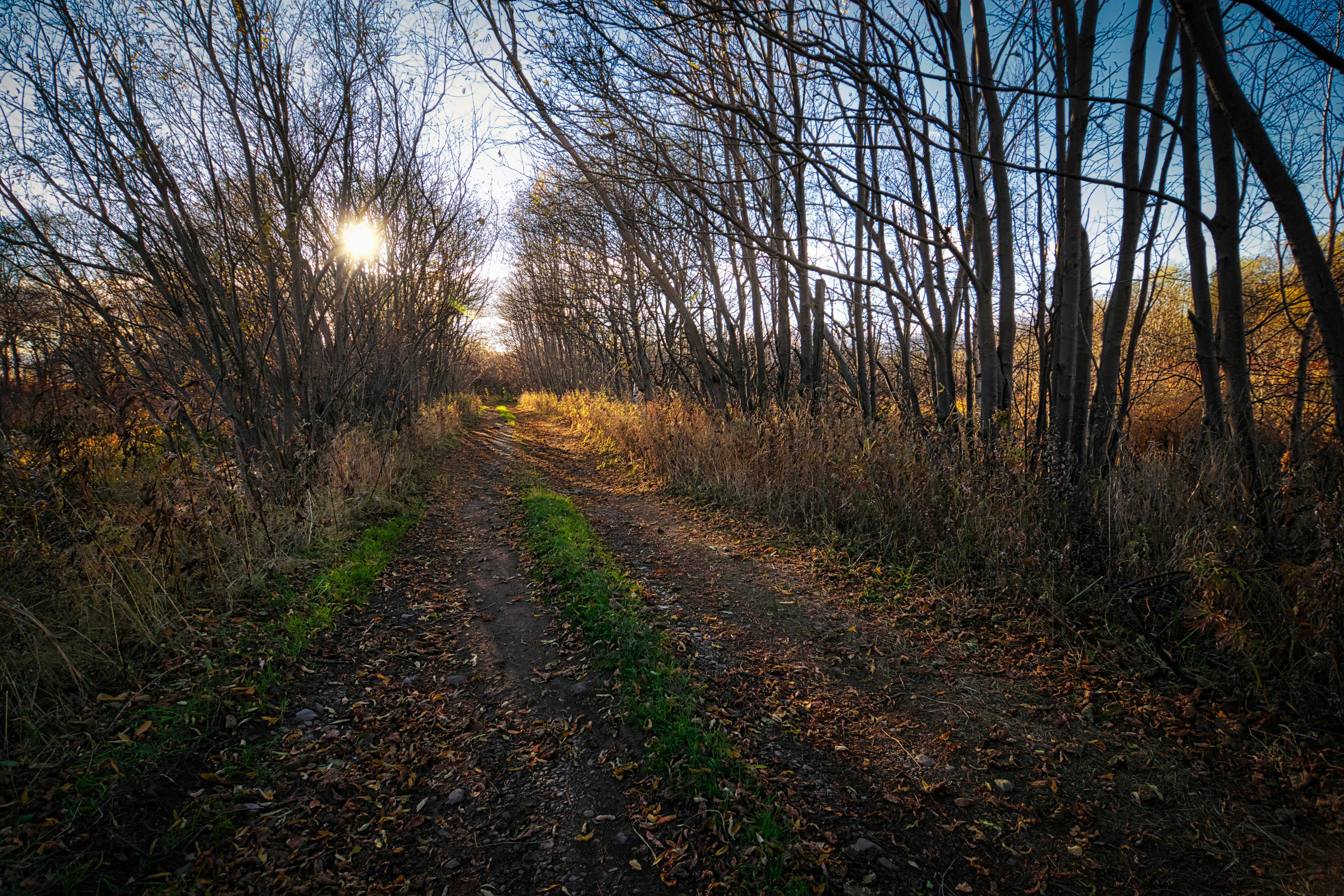 Dawn Trail Through a Leaf-Covered Forest Road