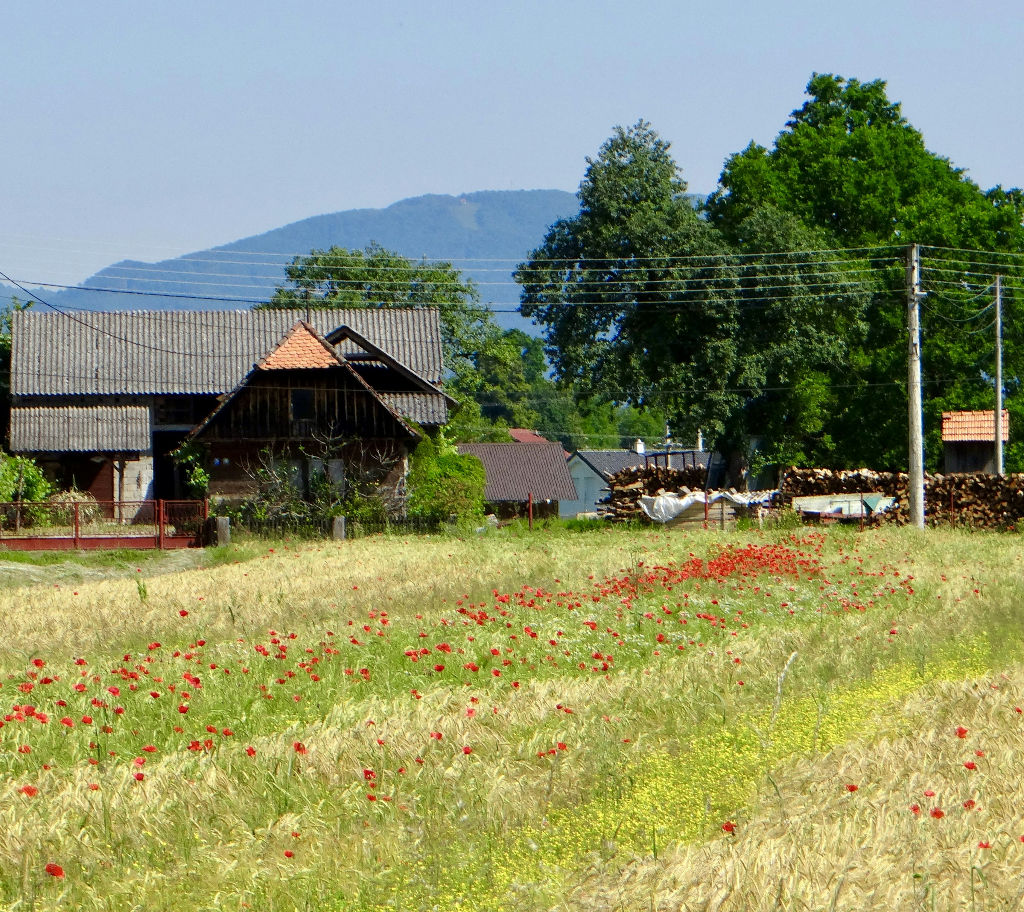 Rural Coexistence: Field, House, and distant hills under a bright sky