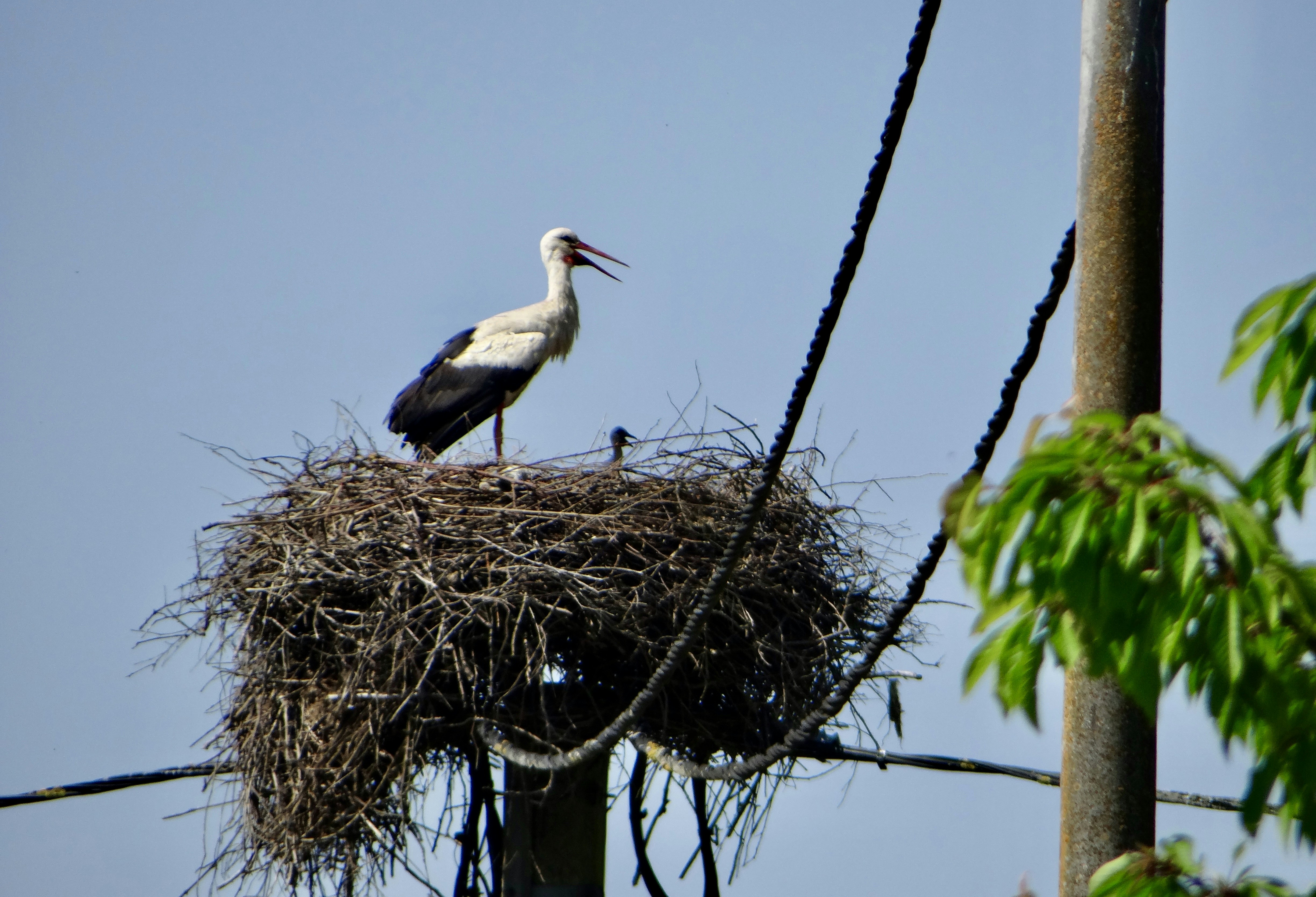 Stork Sentinel: Nesting on a Cable Crown