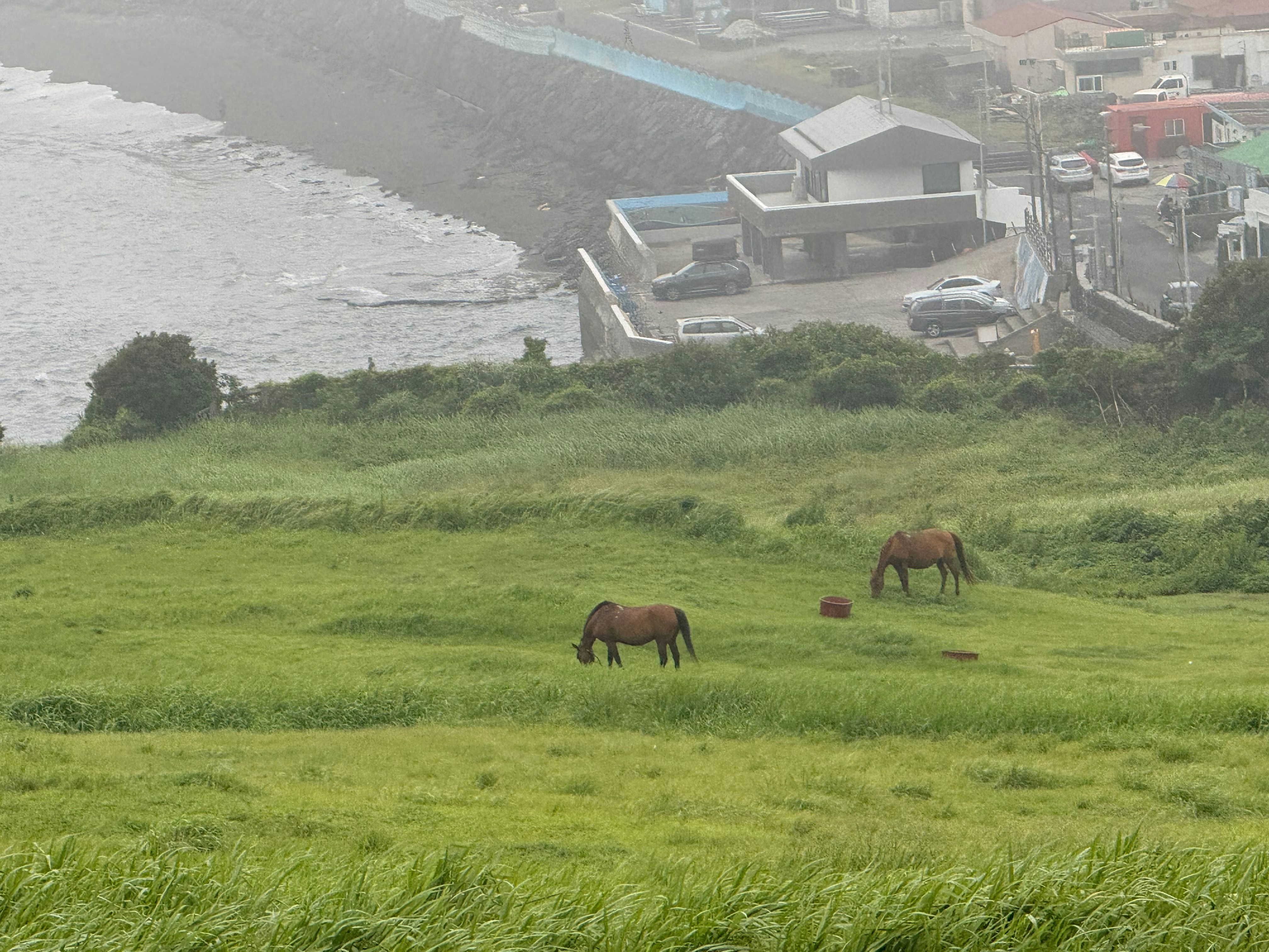 Pasture Echoes of a Coastal Town