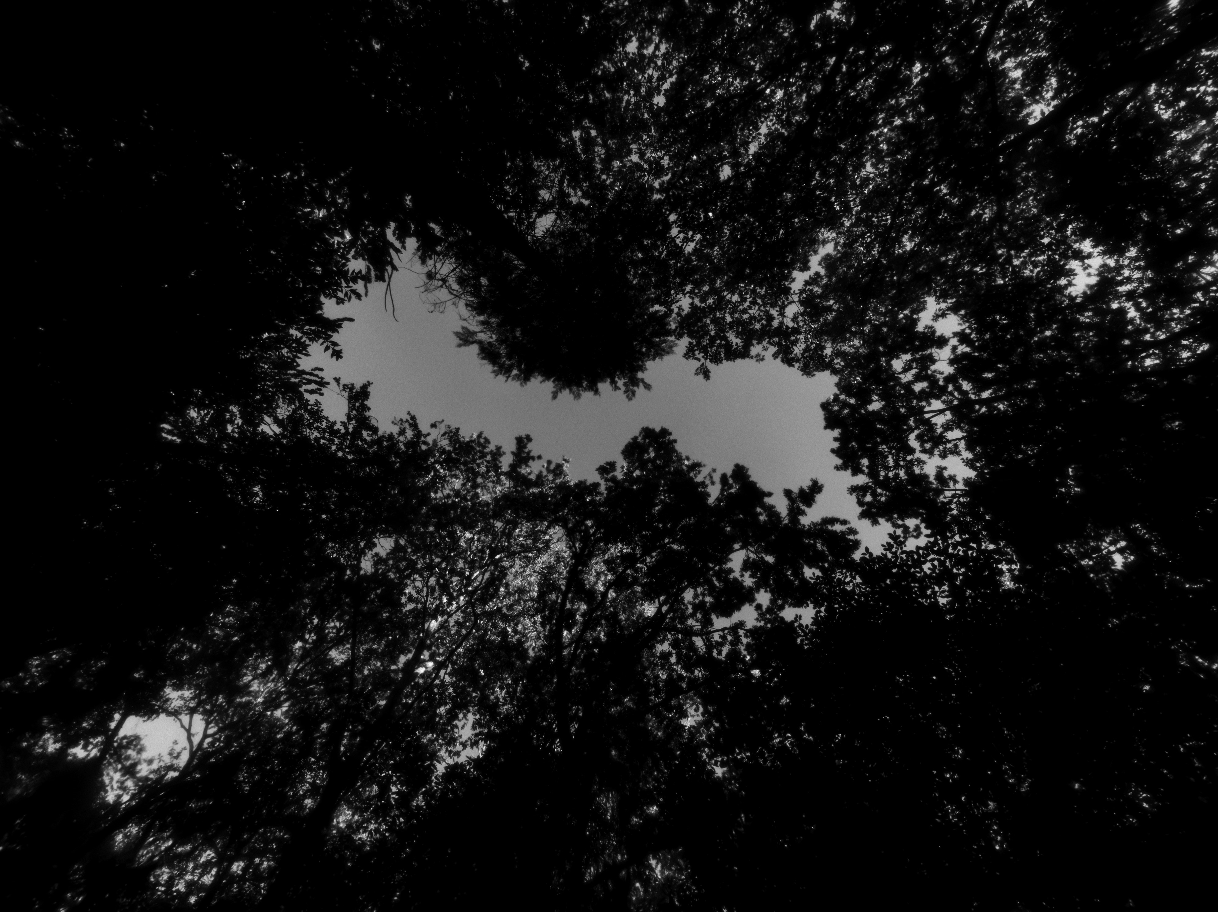 Dense silhouette of tree canopy forming a circular opening toward the night sky, captured from below. A stark, high-contrast scene emphasizing negative space and texture of leaves.