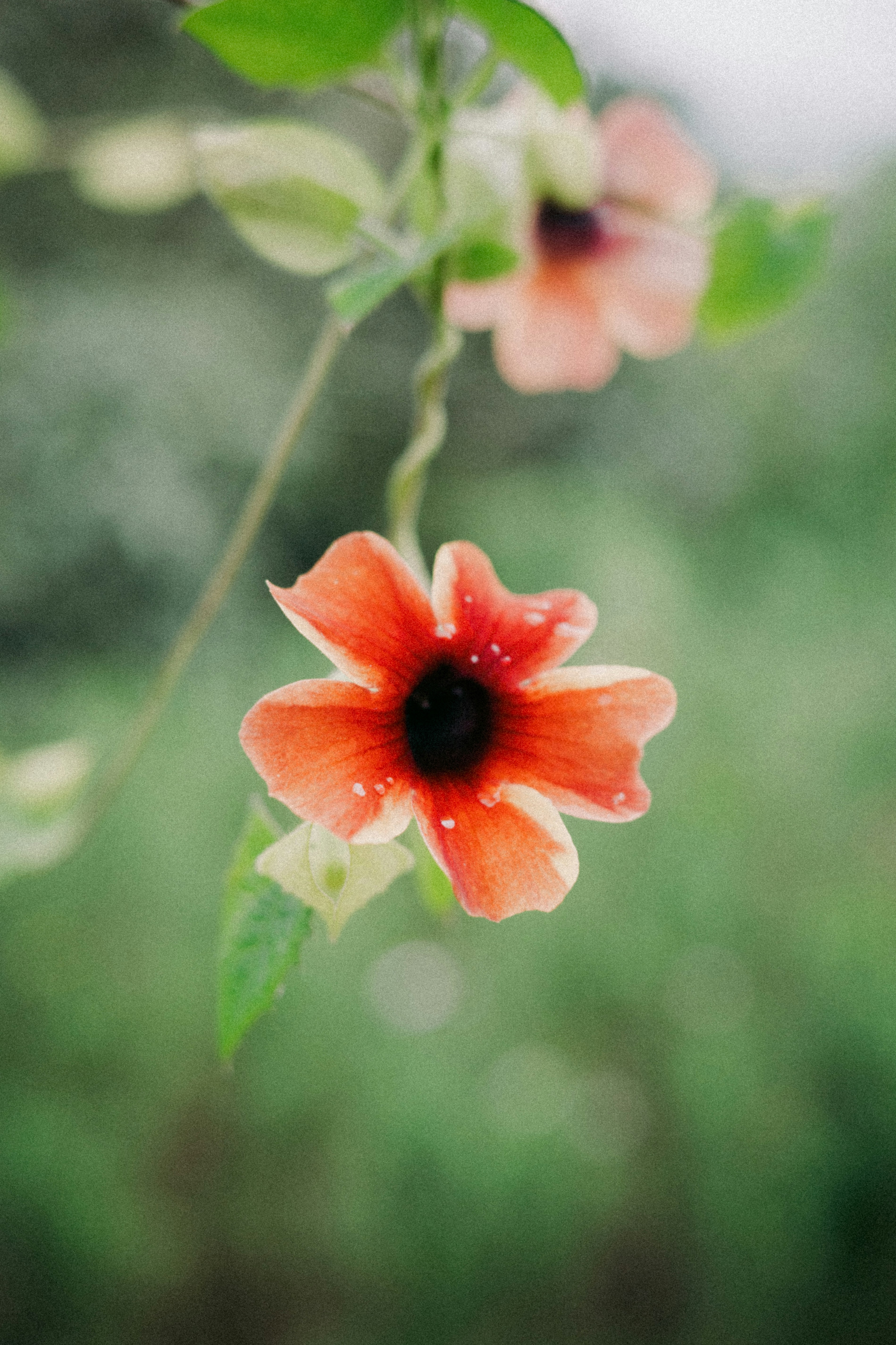 Flaming Coral Bloom: A Close-Up of a Red Petunia in Soft Focus