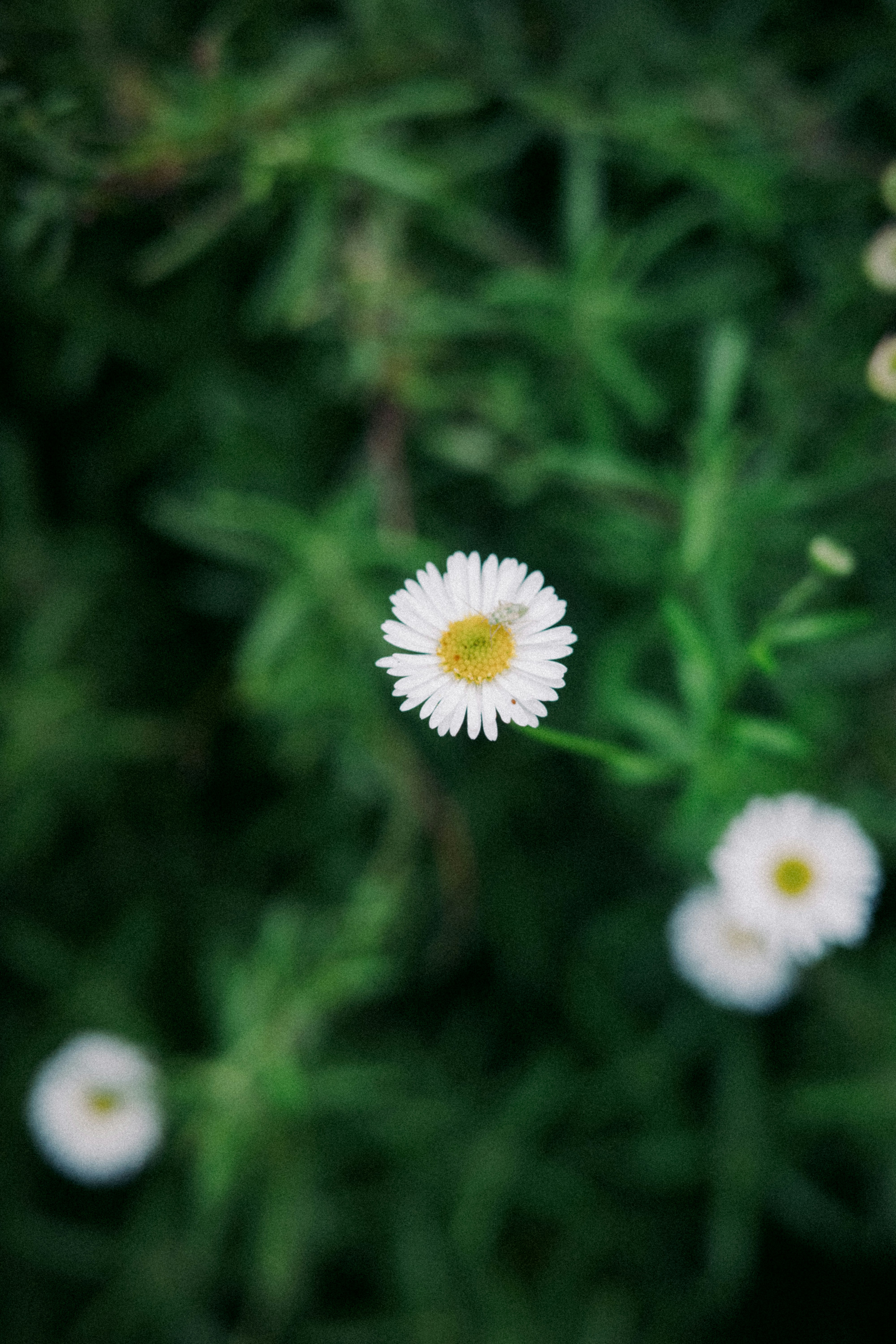 A solitary white daisy centers the frame amid emerald blur