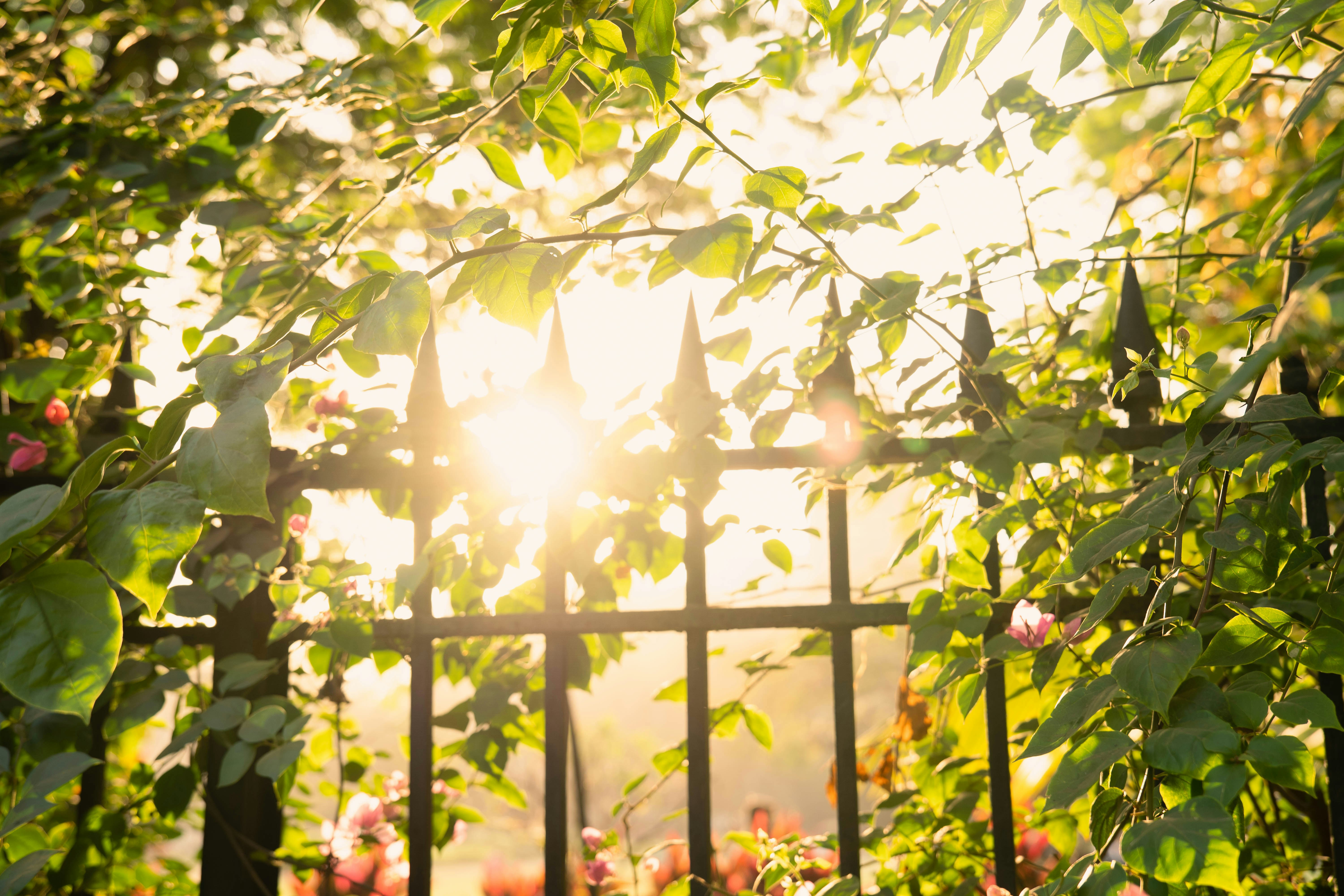 Sunlit Veil Through a Wrought-Iron Garden Gate