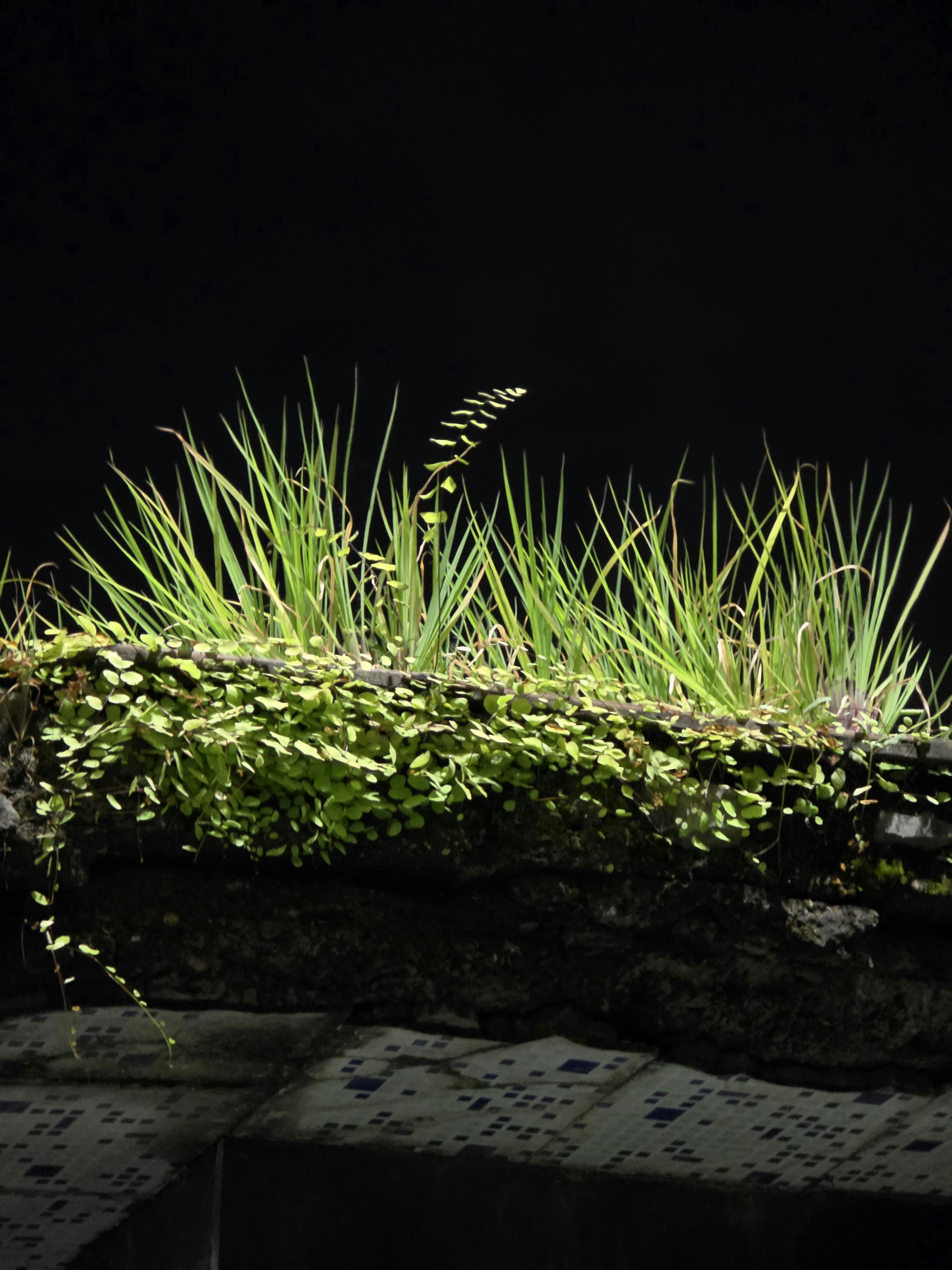 Moonlit Verge: Nighttime Clump of Grass and Creeping Ivy on a Stone Edge