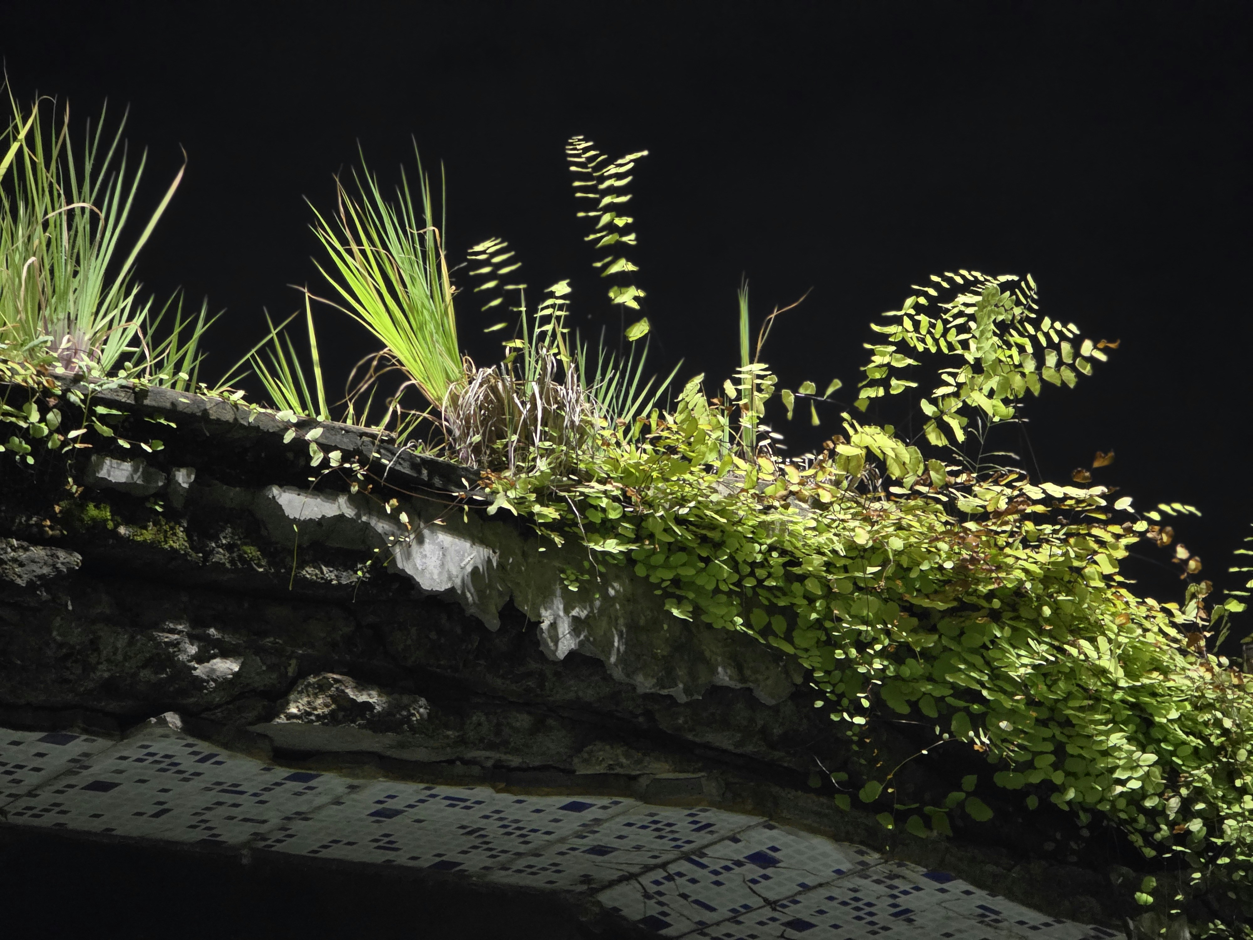 Rooftop Flora Breathing Over the Edge