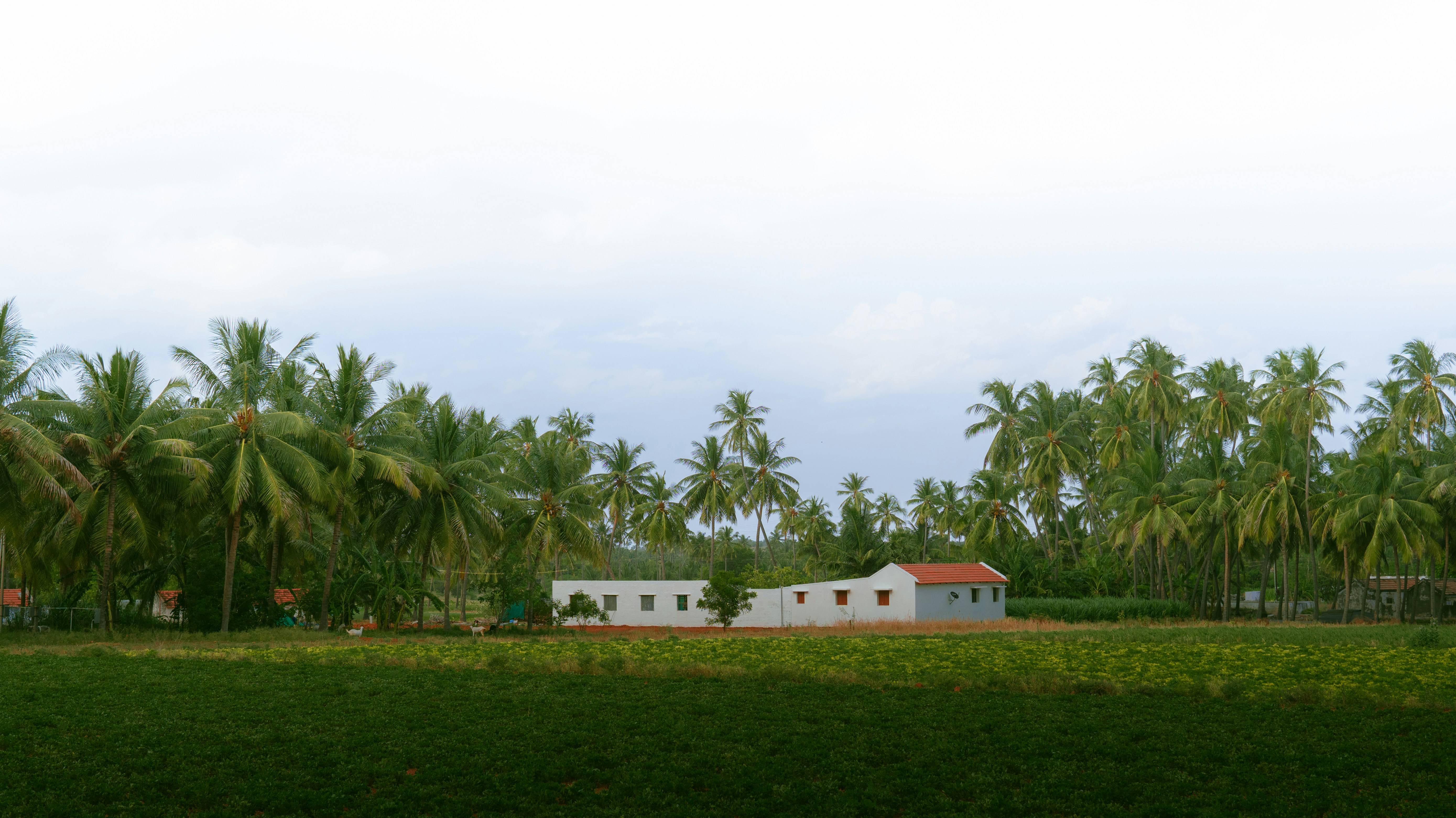 Palm-dotted Horizon with Simple Coastal Compound